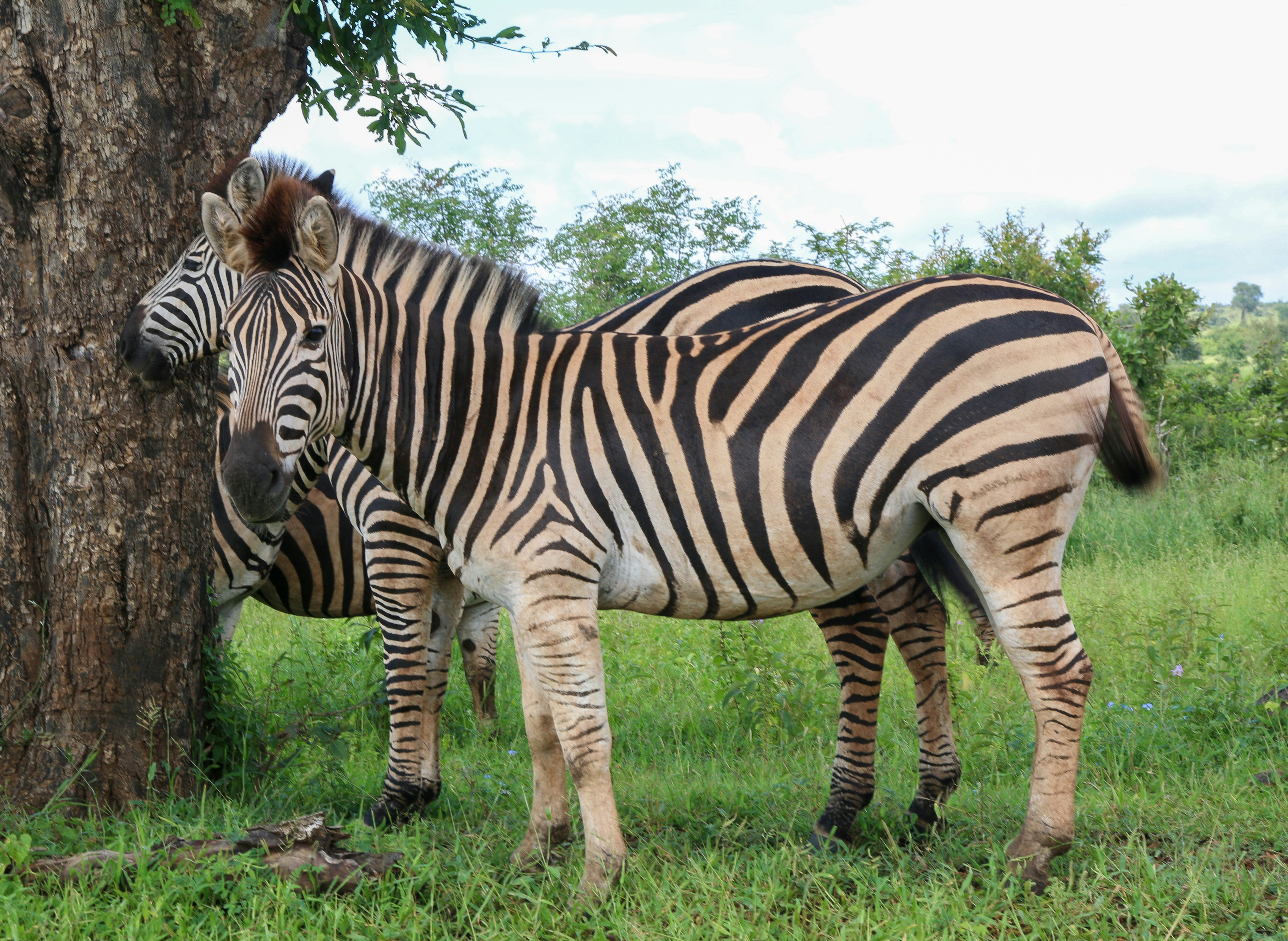 A couple of zebra standing next to a tree photo – Free Zebras Image on ...
