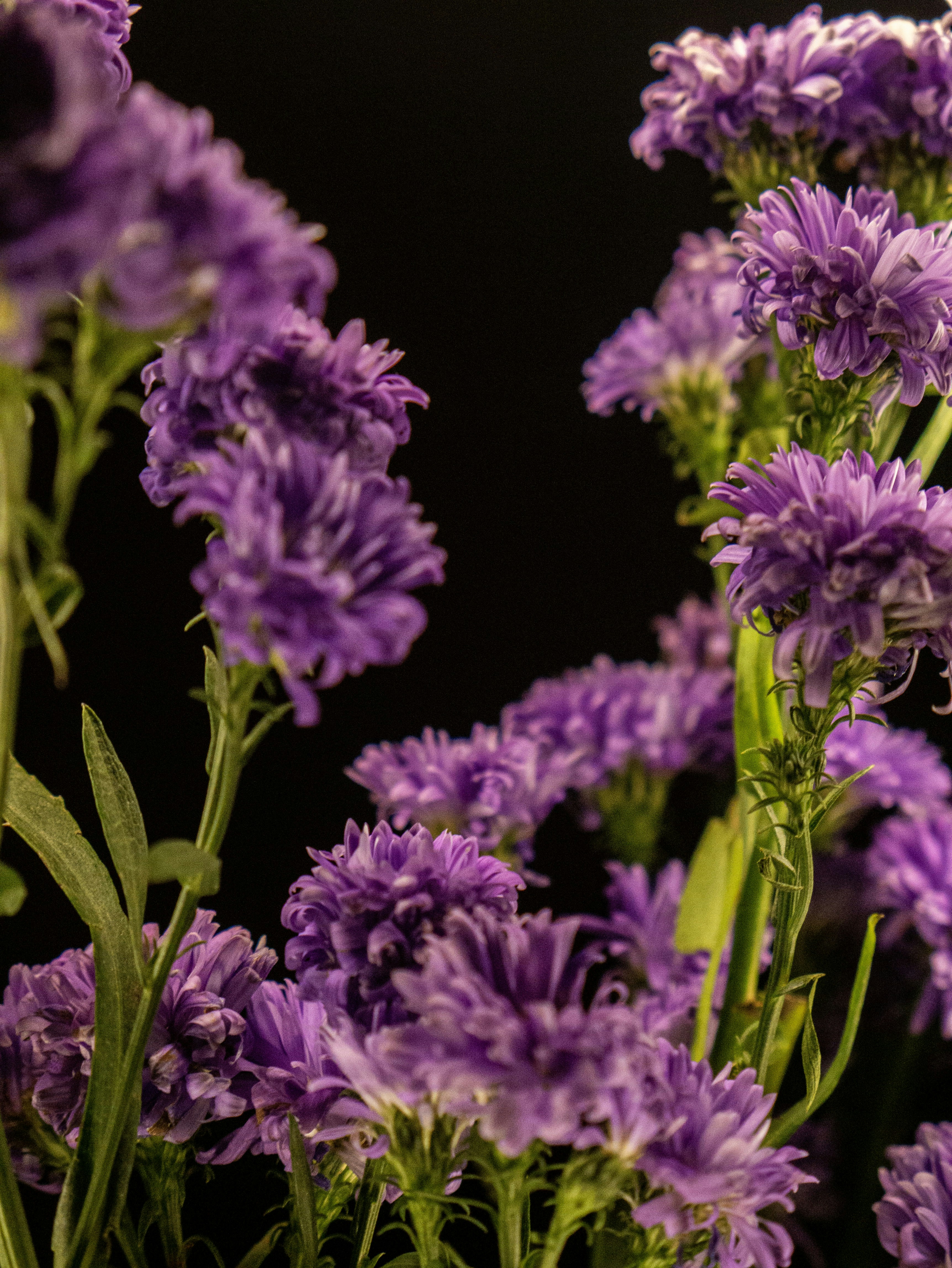Midnight Chrysanthemums: Violet Clusters in Velvet Darkness