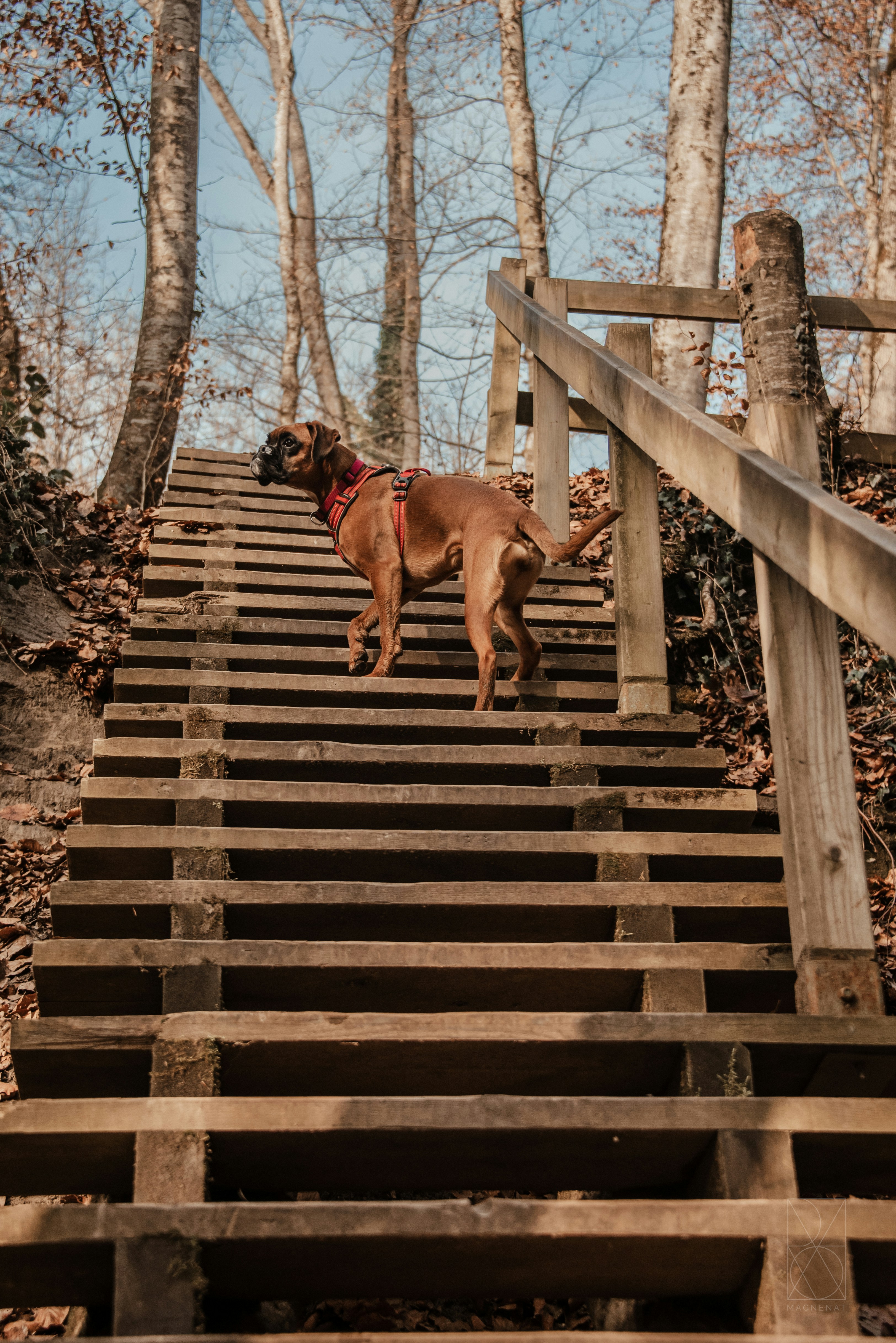 Stairway to Rails: A Dog’s Ascent Through the Forest Steps