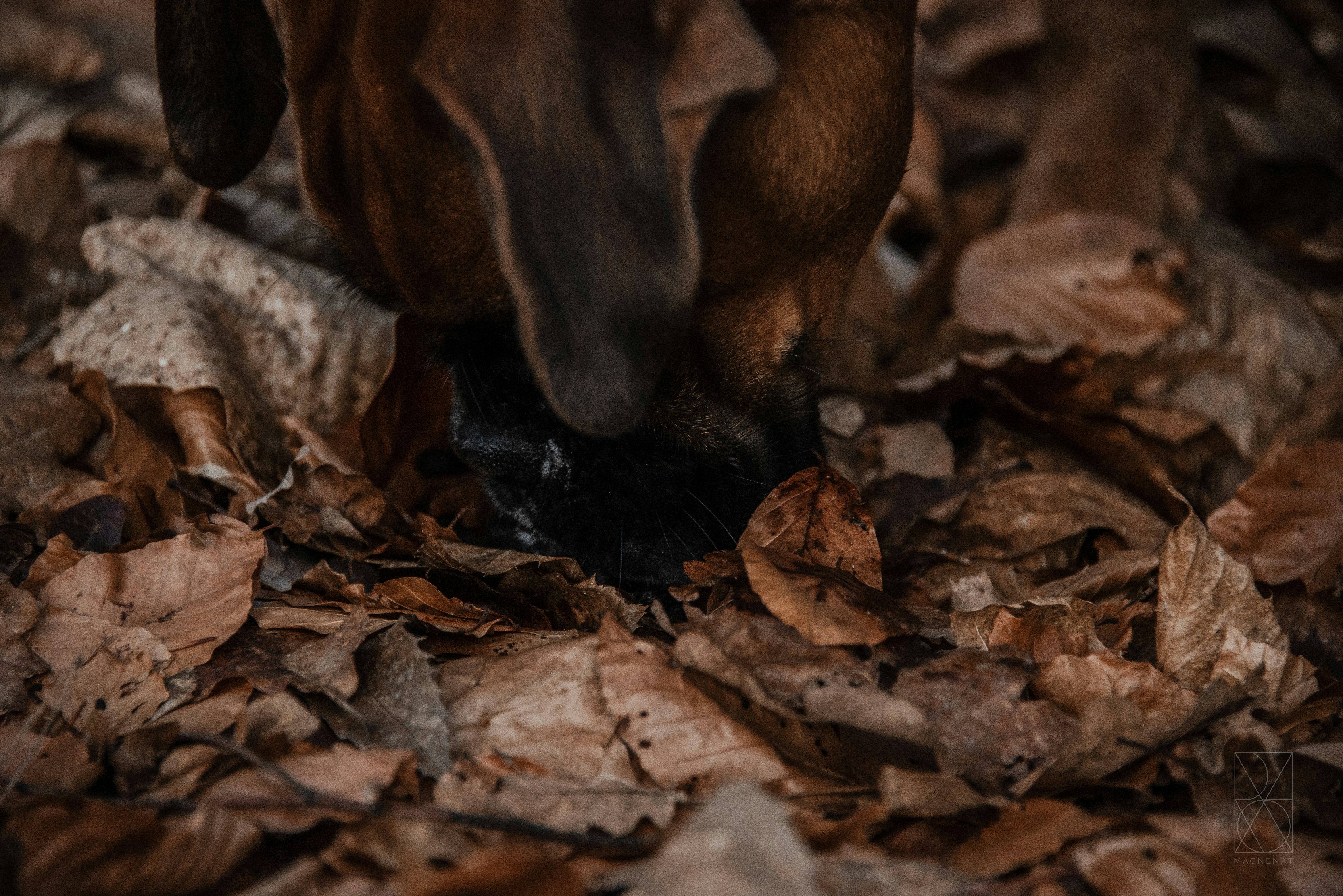 Hidden Snout Among Fallen Leaves