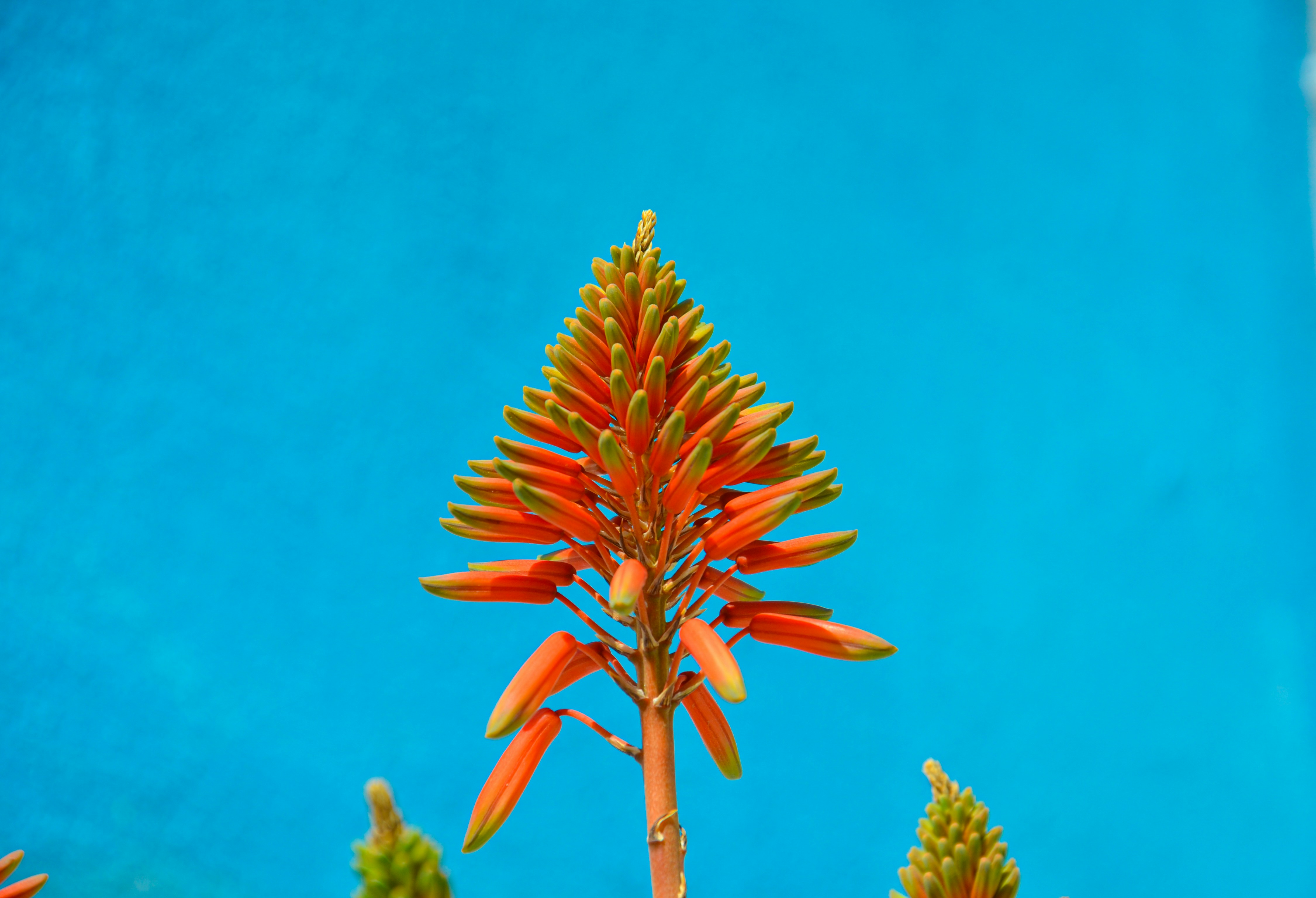 Orange Torchflower Stalk Against a Cobalt Wall