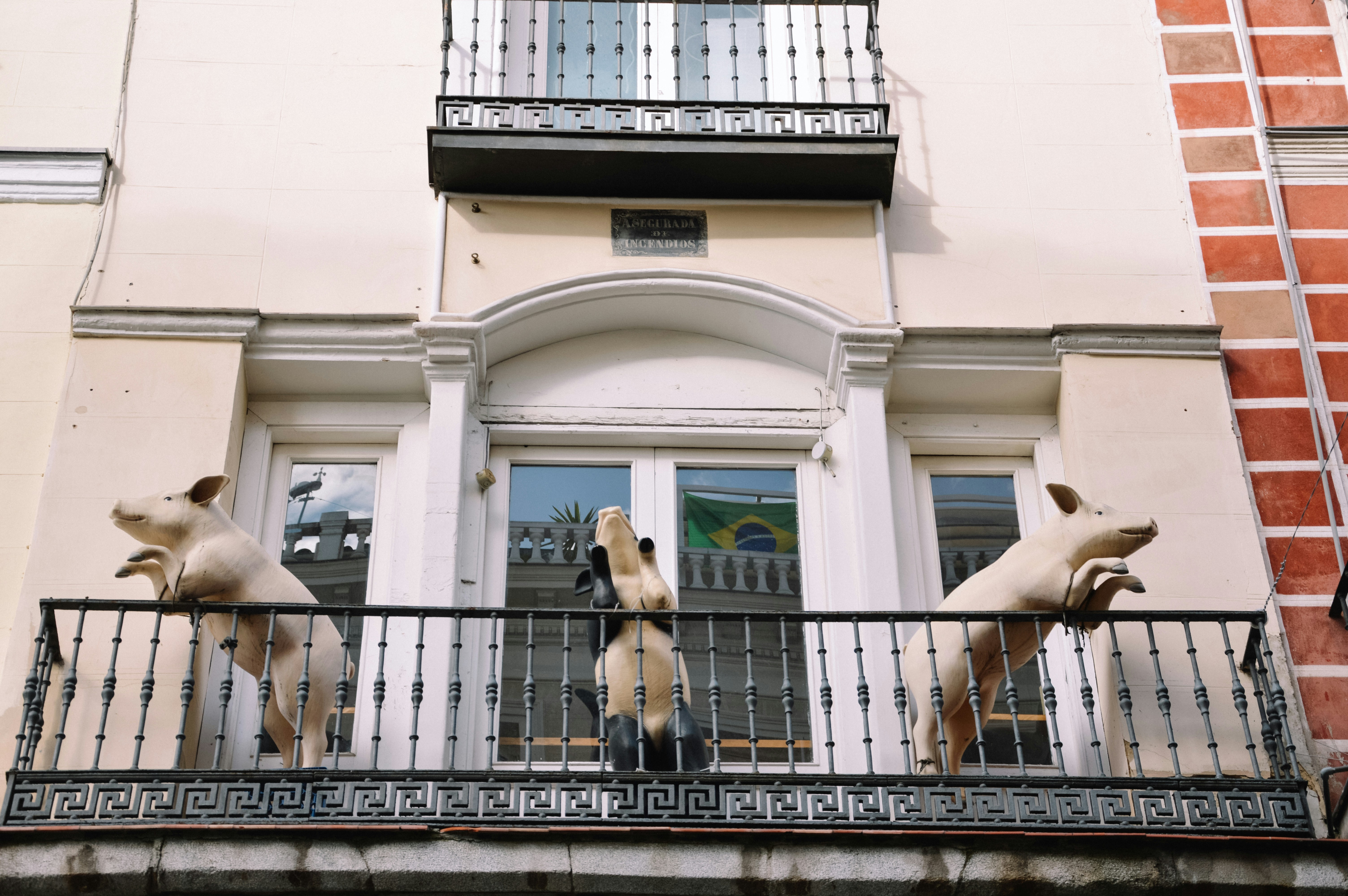 Three life-sized pig sculptures on a balcony, playfully positioned as if leaping over the railing, against a backdrop of a colorful building facade.
