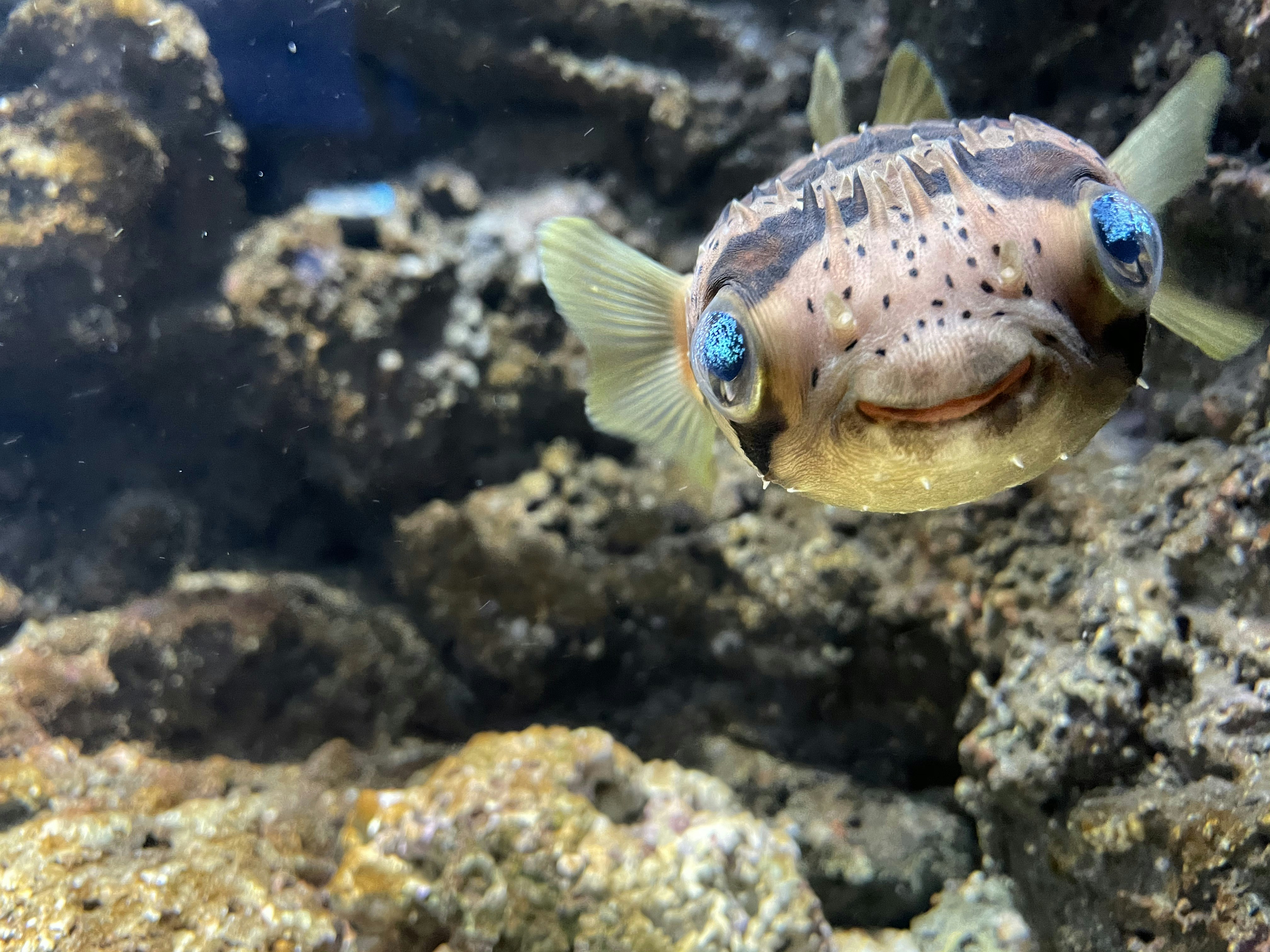 A close up of a fish in an aquarium photo – Free Animal Image on Unsplash