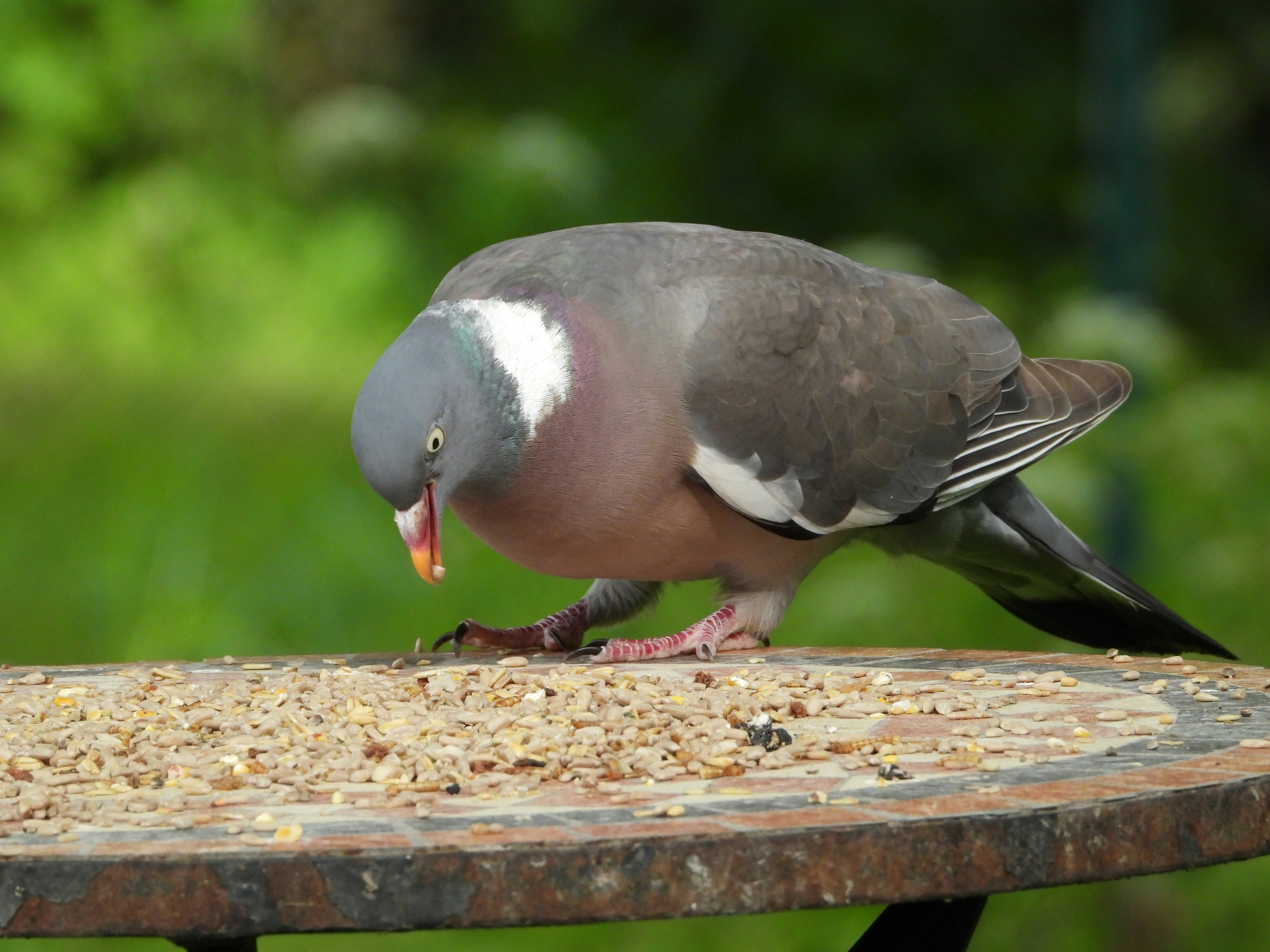 Beak-Bent at the Seed Scatter: A Pigeon Forages on a Weathered Table