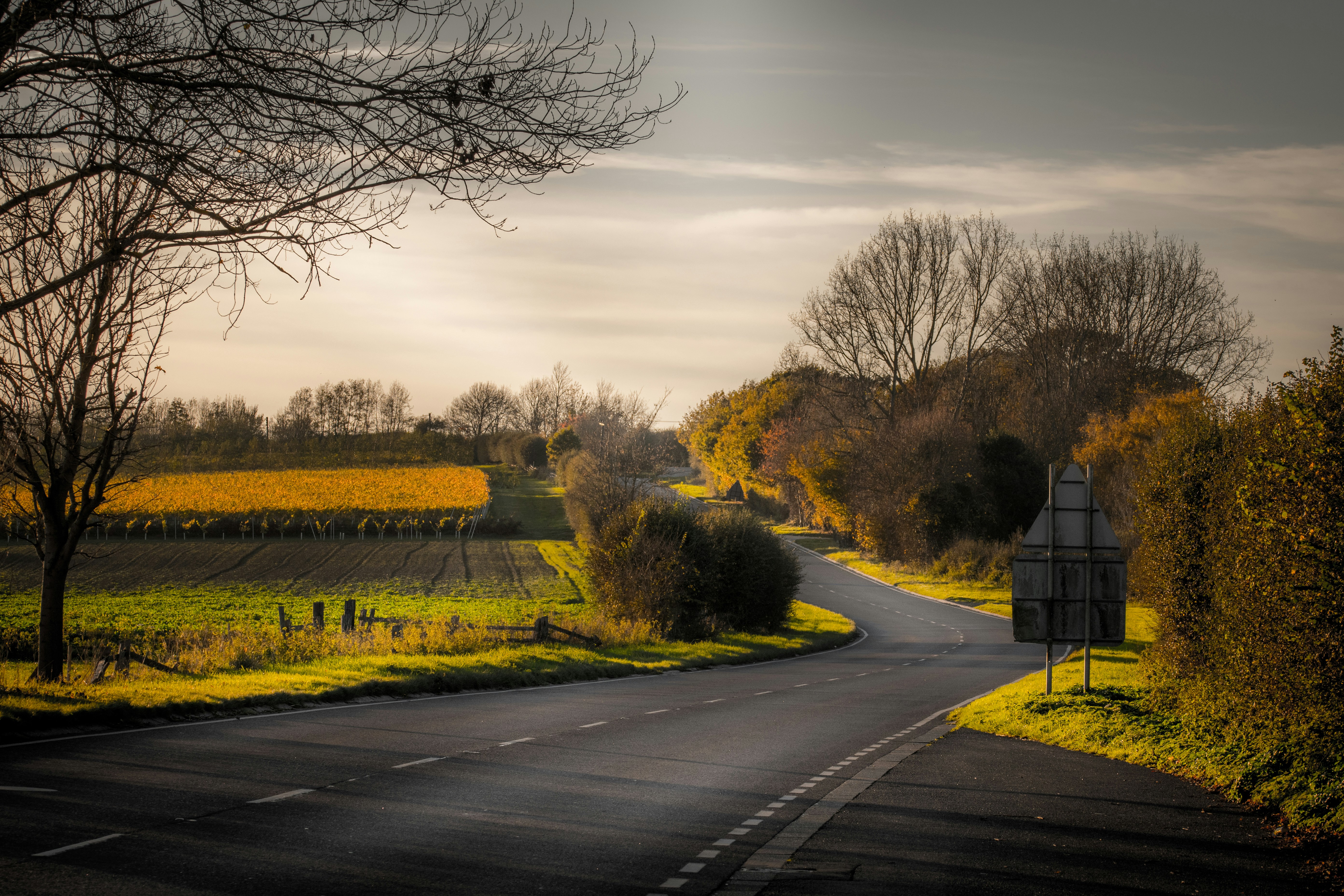 Golden Hour Bend: A Quiet Country Road Winding Toward the Horizon