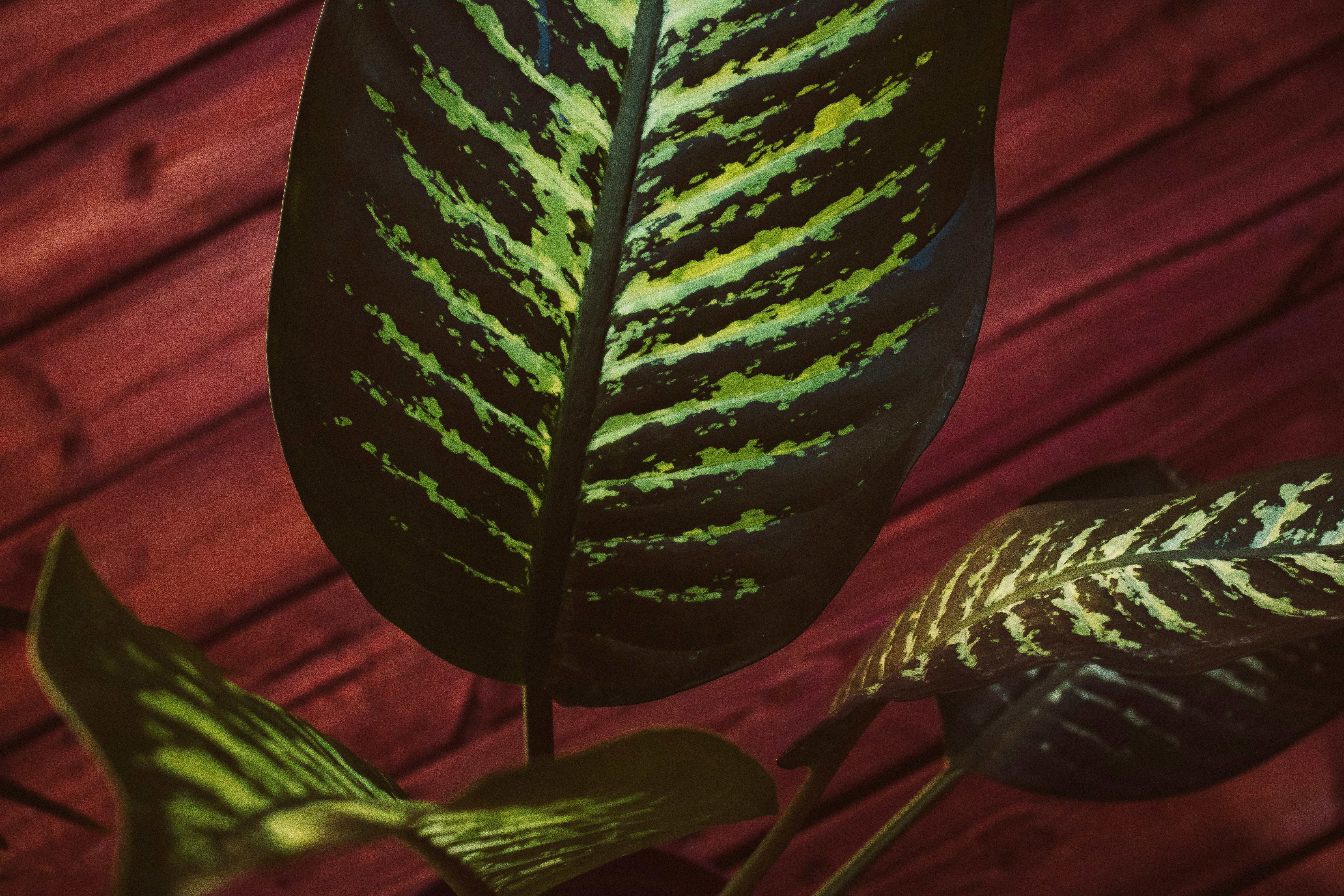 Emerald Veins on Wood: A Close-Up of a Variegated Leaf