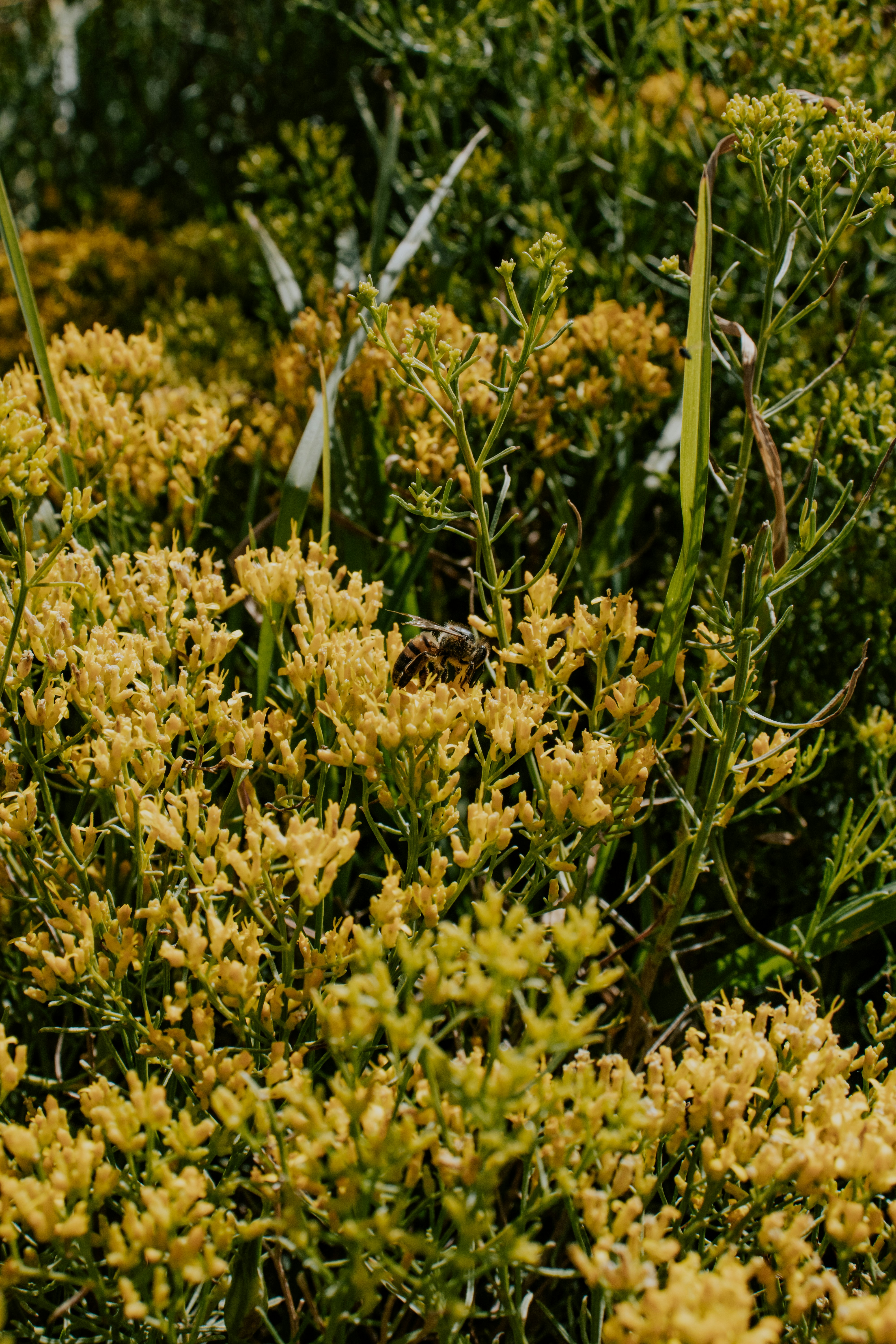 Honeybee in the Sunlit Golden Heather Blanket