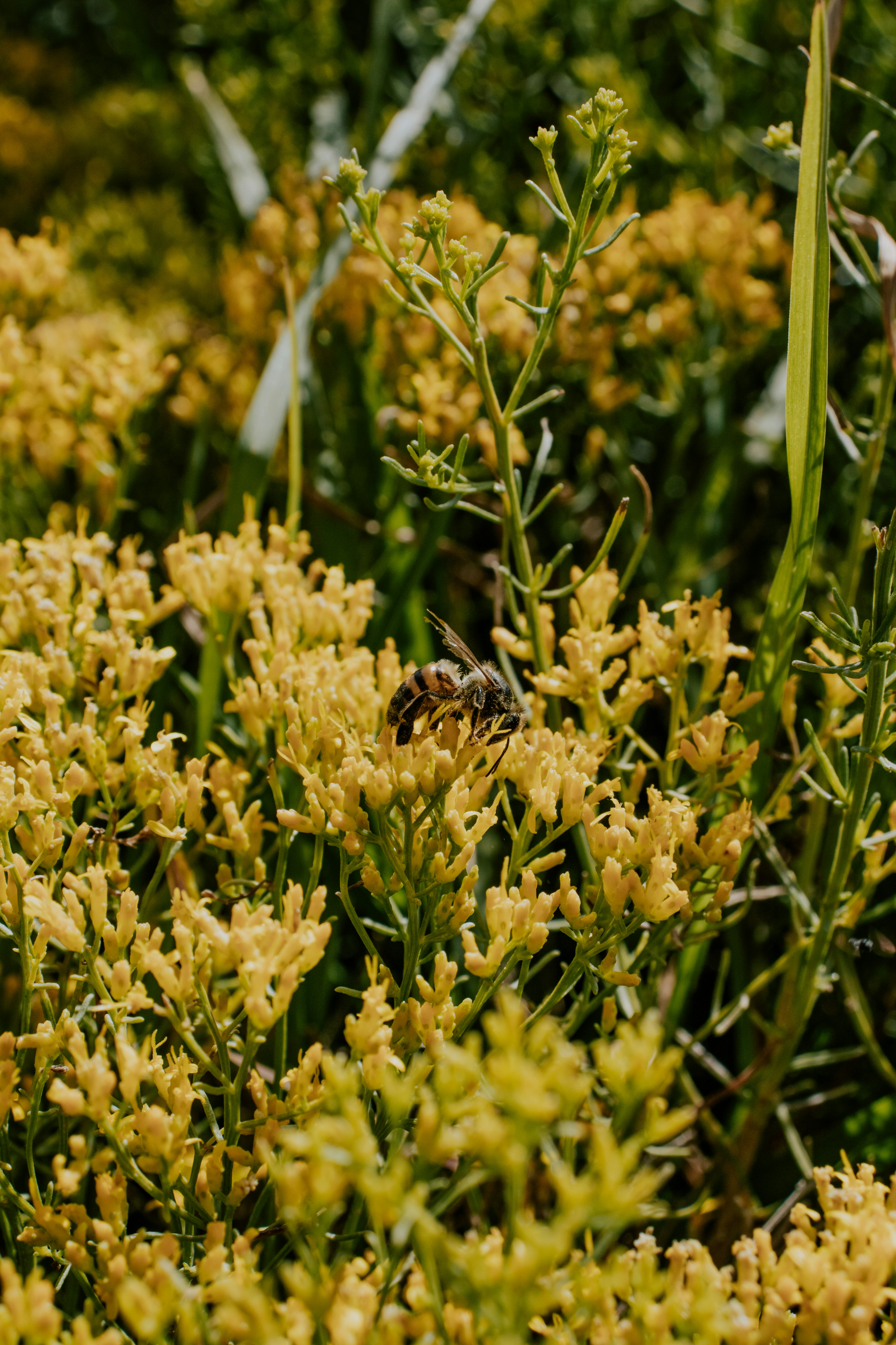 Bee Among Golden Sprigs: A Macro Moment in Sunlit Yellow