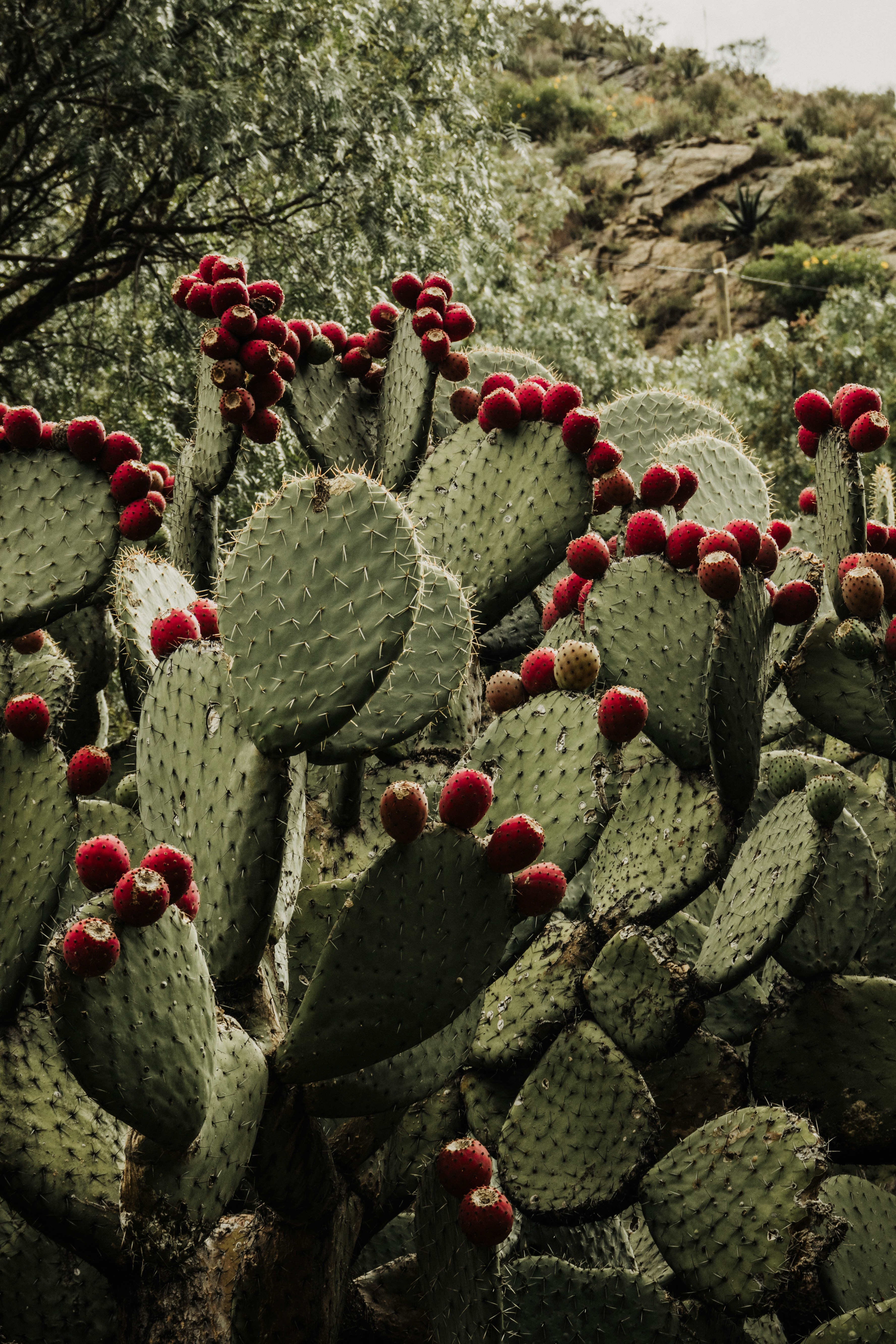 Un gros cactus avec des fruits rouges dessus photo – Photo Mexique ...