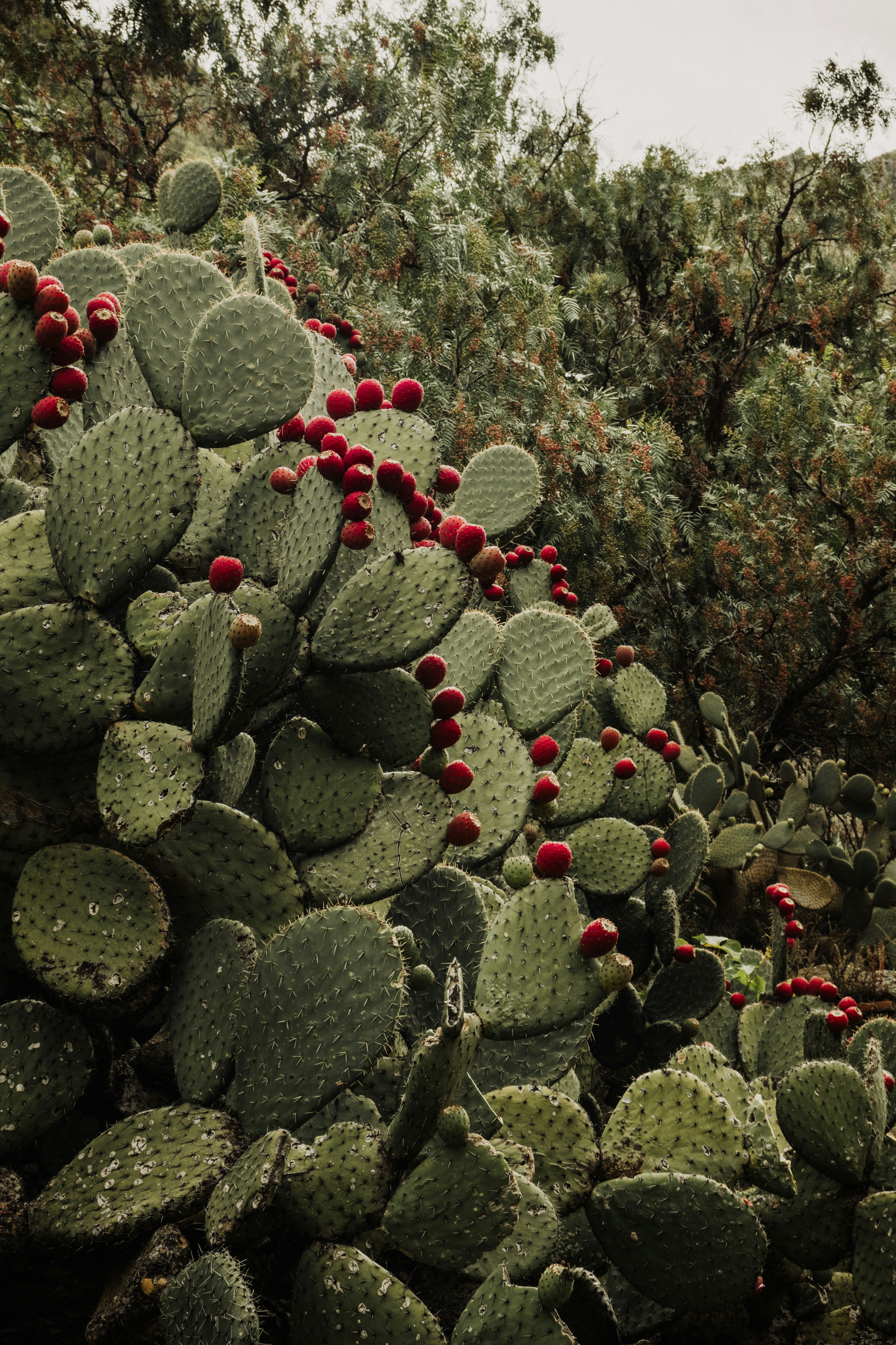 Vibrant red prickly pear fruits accentuate the lush green pads of a cactus, surrounded by a dense, natural backdrop. The scene evokes a sense of desert abundance.