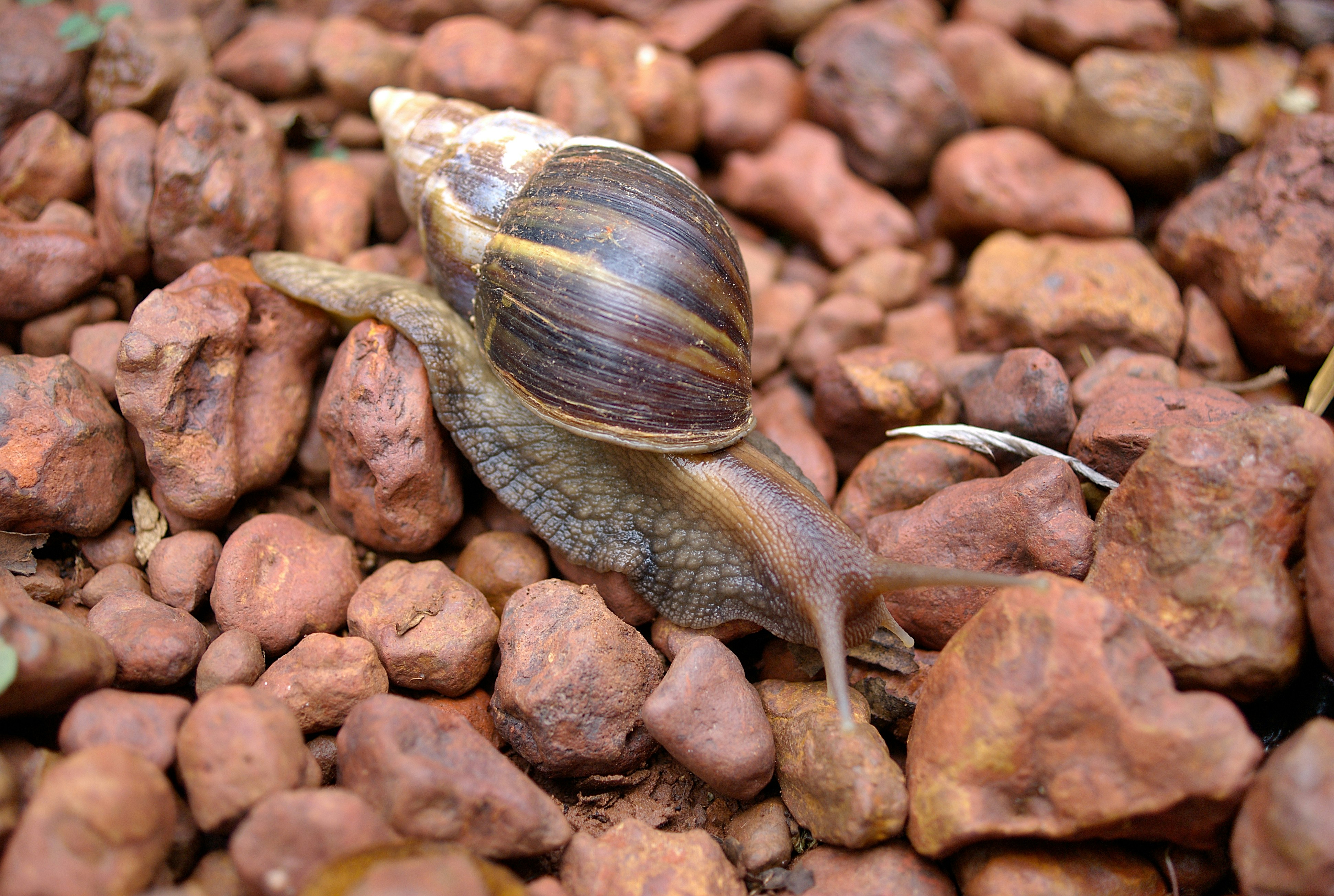 Rust-Red Pebble Trail: A Snail's Slow Trek