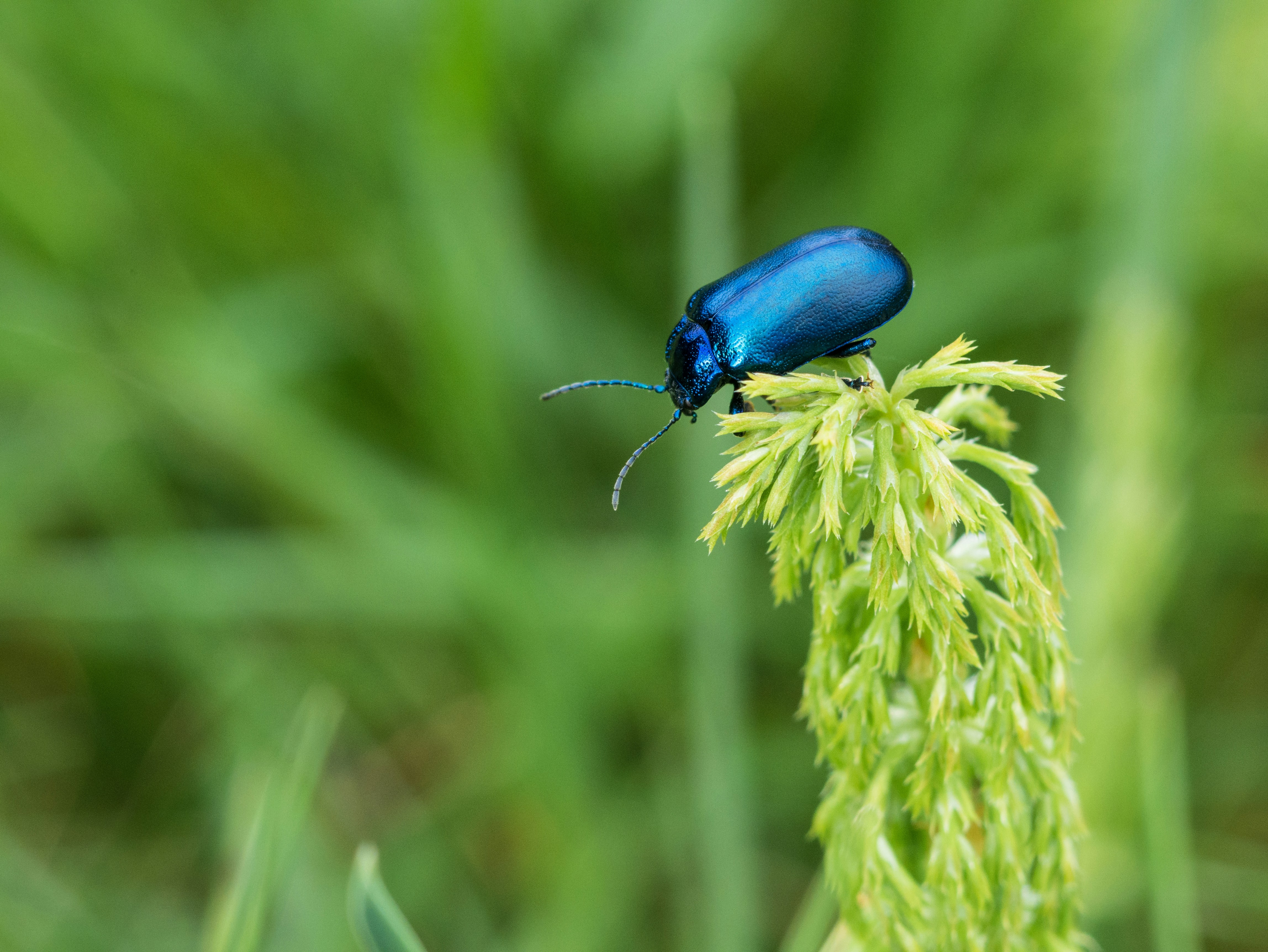 Un insecto azul sentado encima de una planta verde foto – Imagen de ...