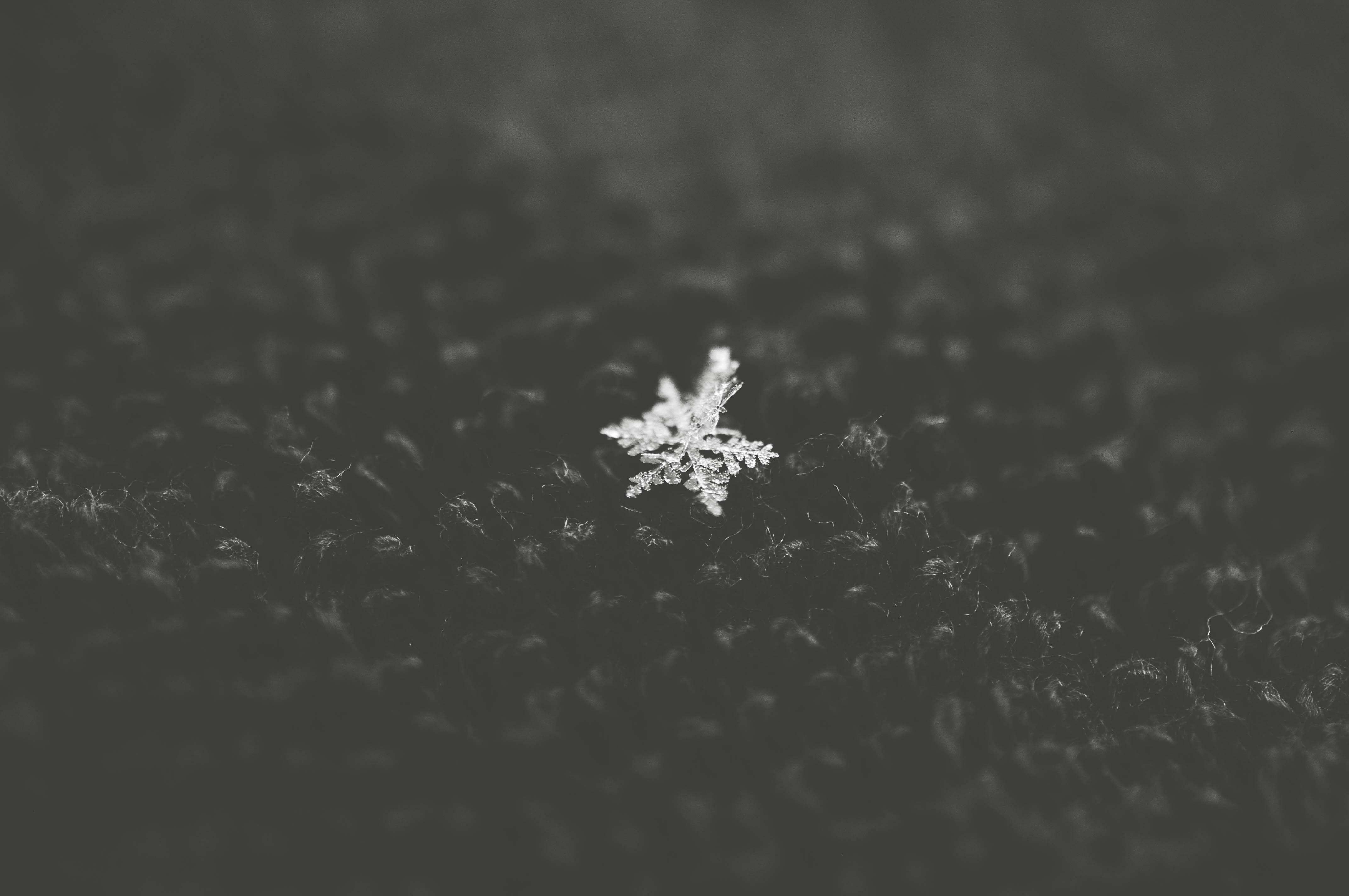 900+ Snowflake Background Images: Download HD Backgrounds on Unsplash