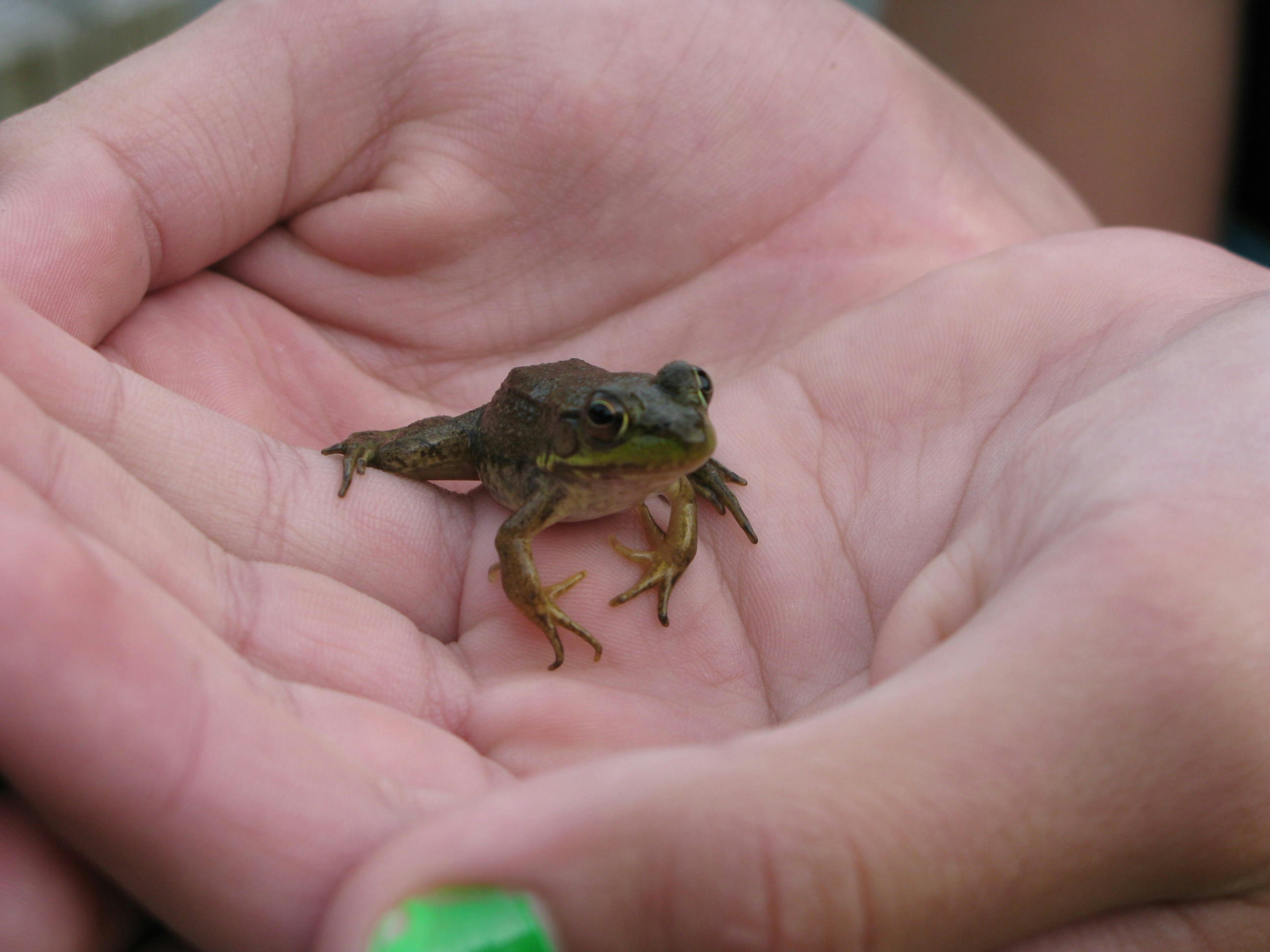 A hand holding a frog photo – Free Frog Image on Unsplash