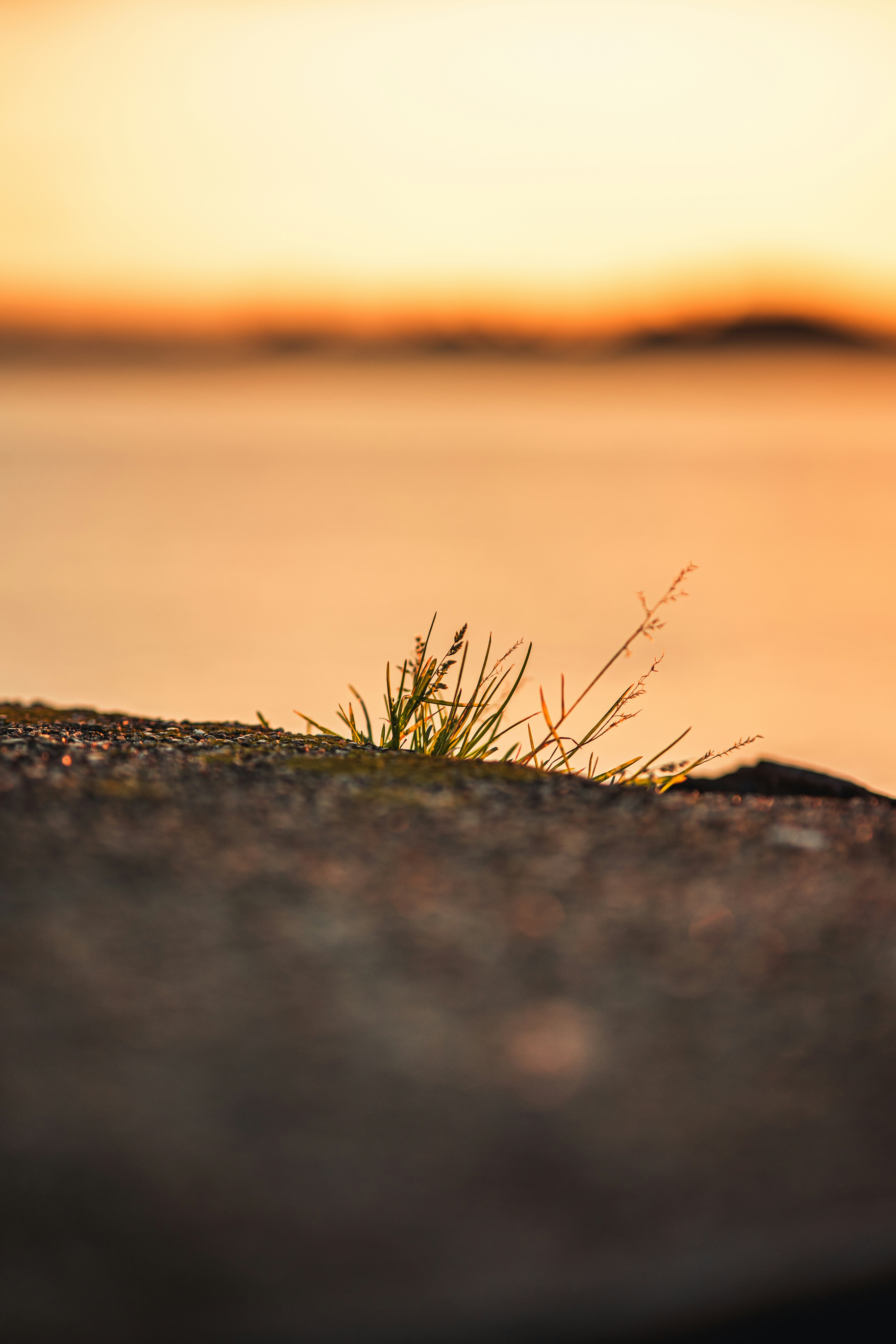 Un gros plan d’une herbe qui pousse hors du sol photo – Photo La nature ...