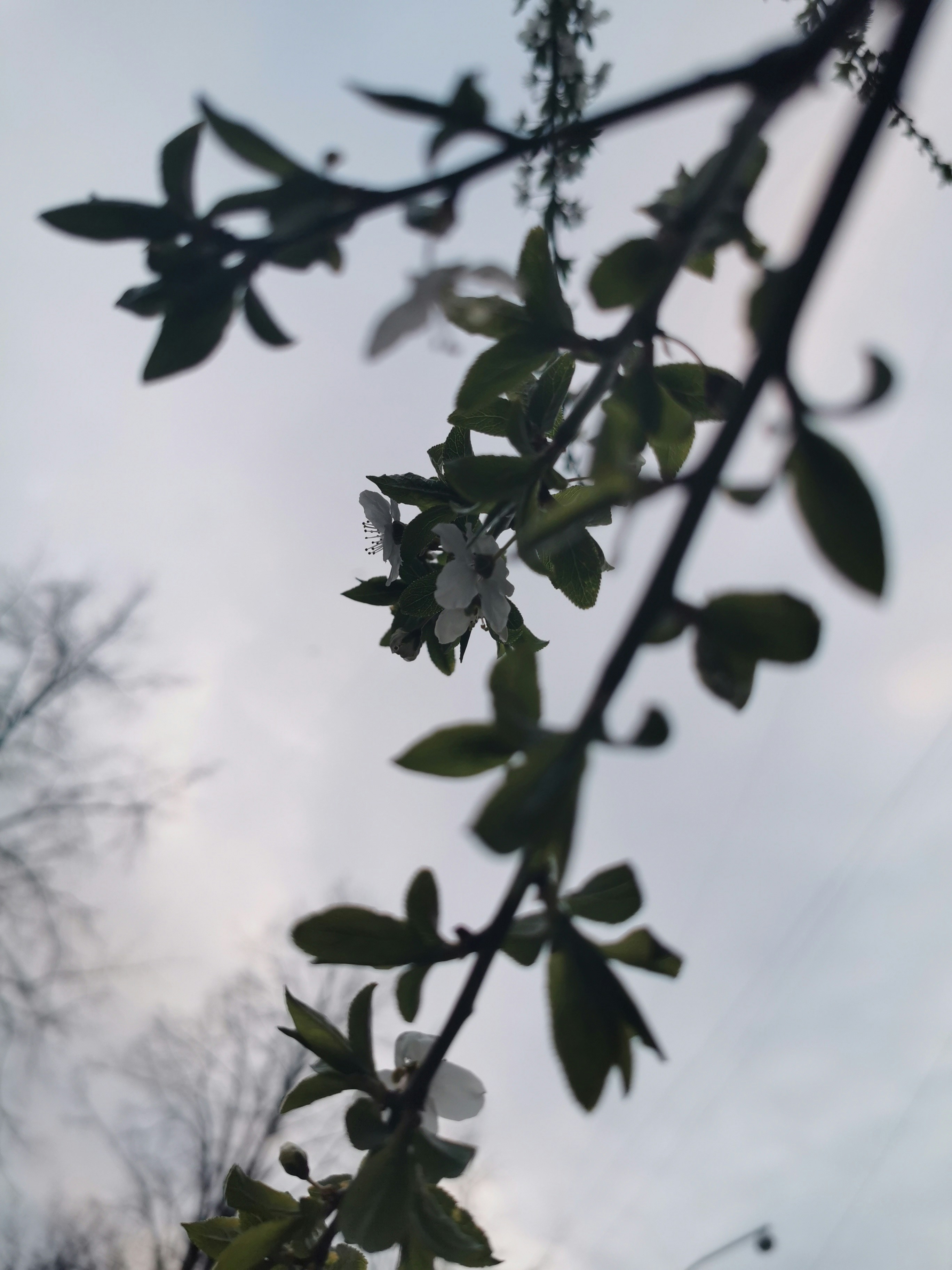 Un gros plan d’une branche d’arbre avec des feuilles photo – Photo Gris ...