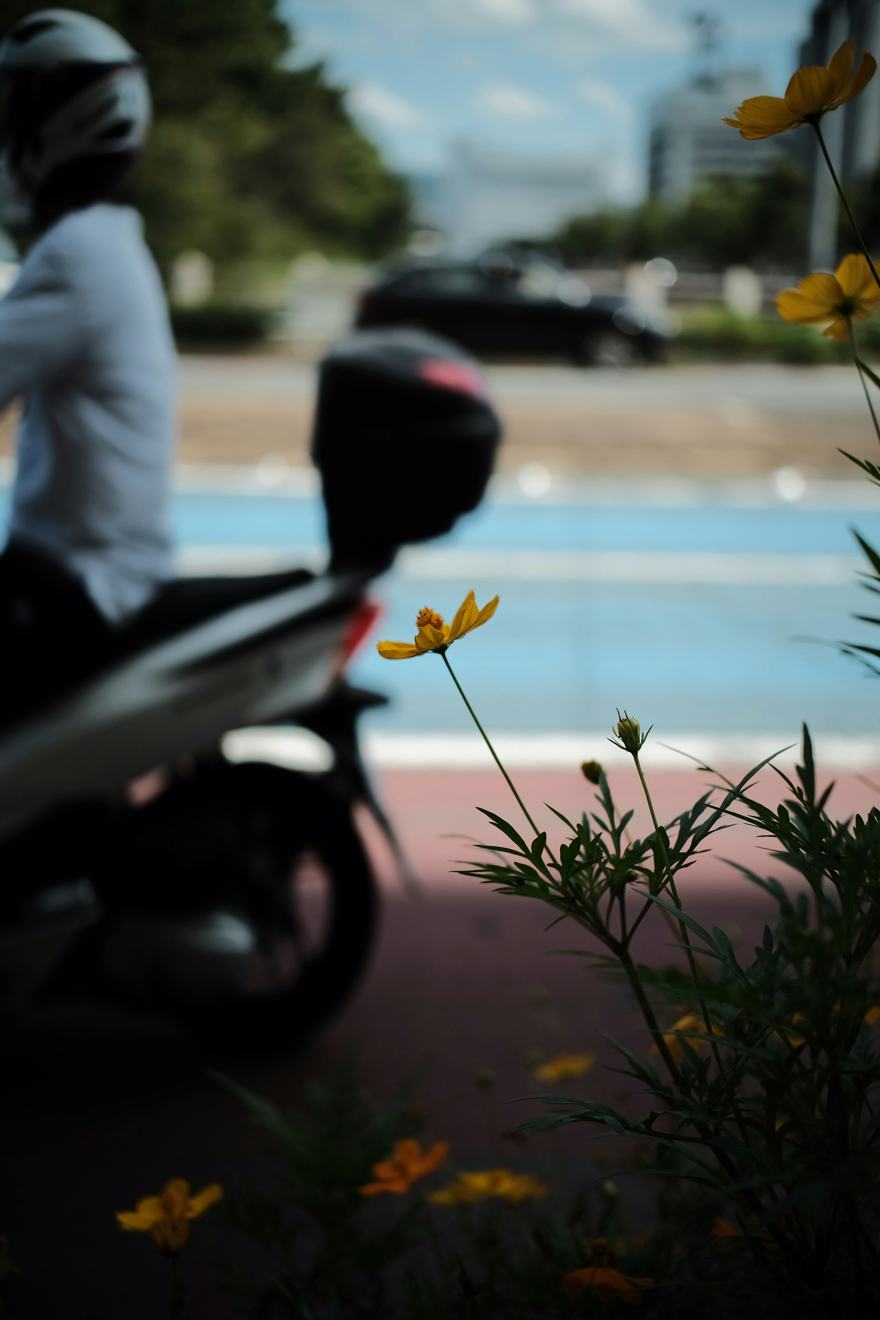 A Sunset Thread of Yellow: Flowers in Focus by the Street
