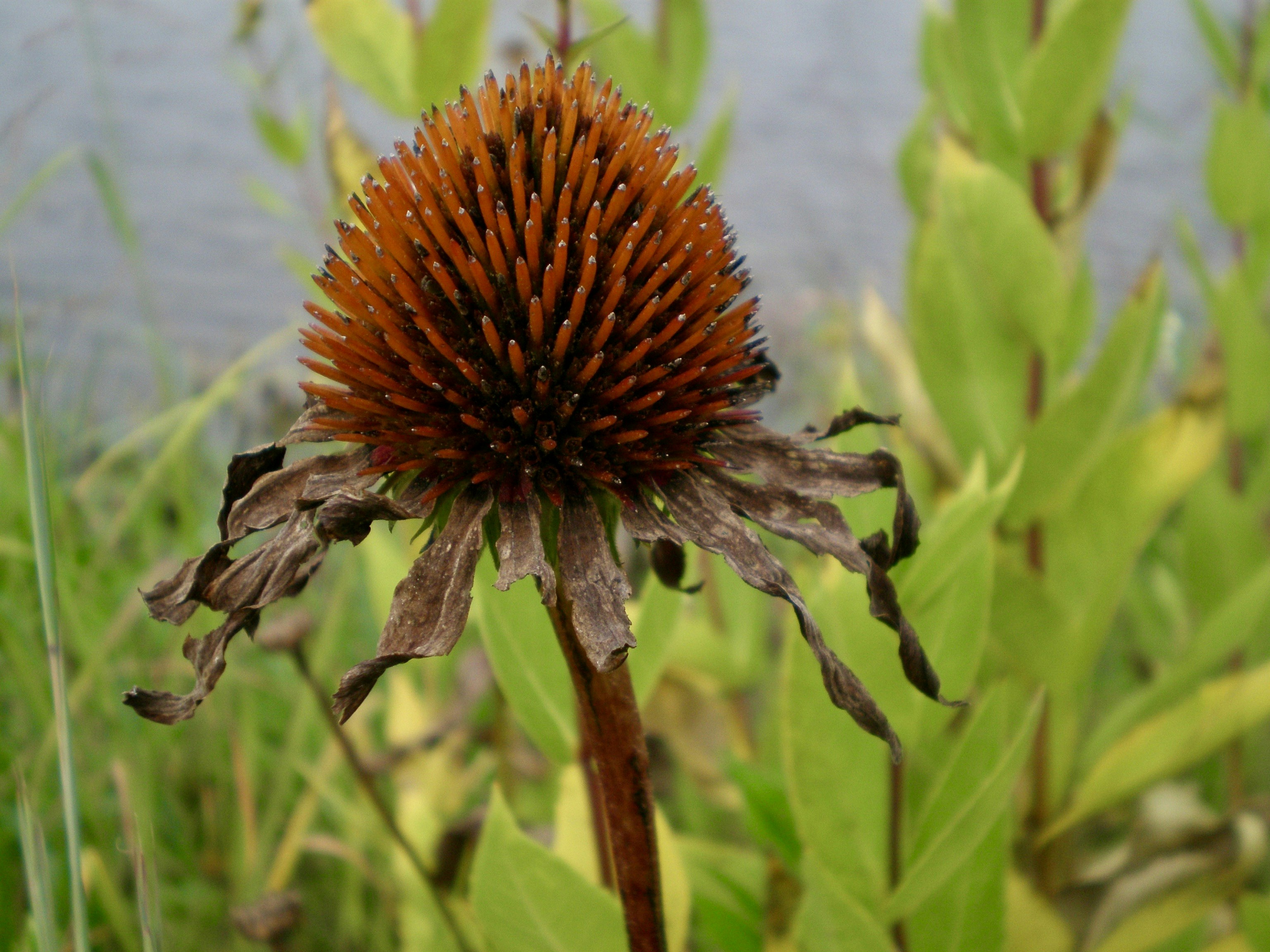 Orange Coneflower Crown Rising from a Field of Green