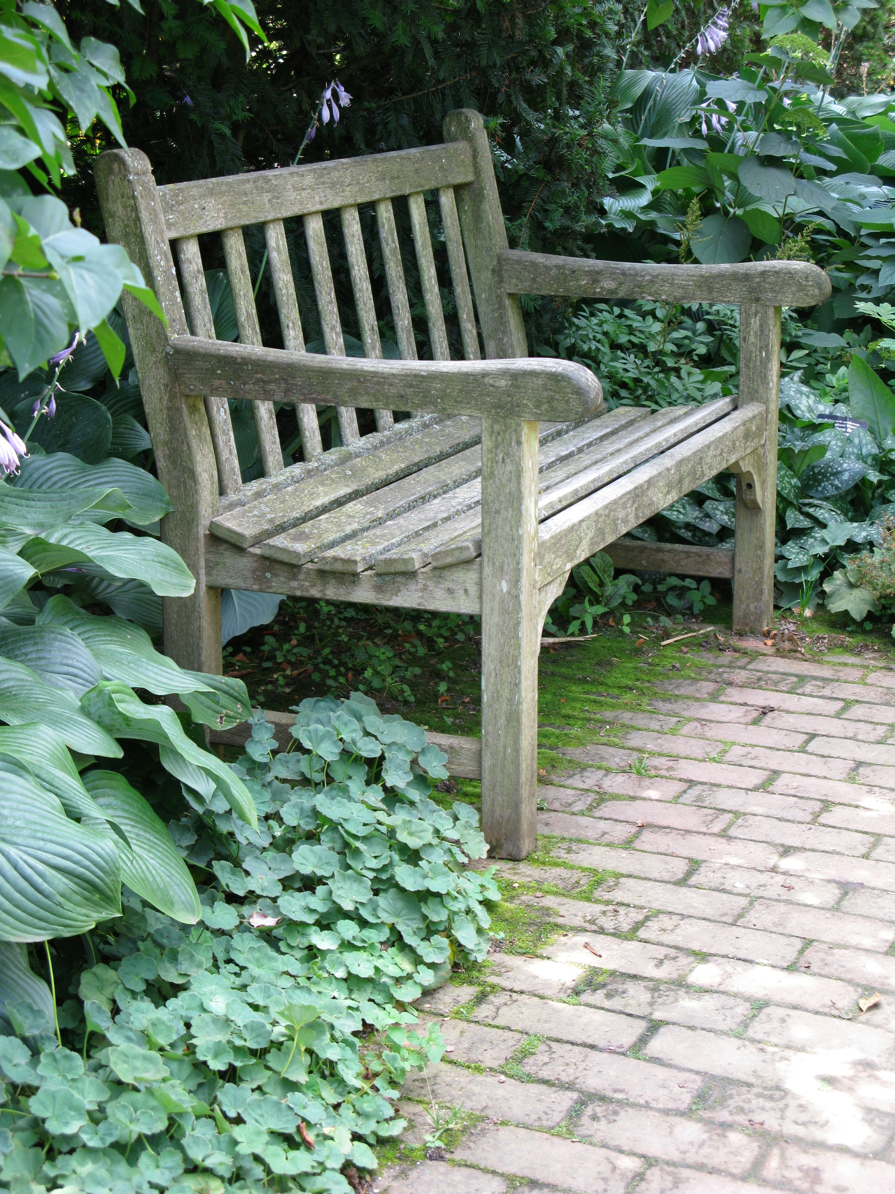 wooden bench in cozy area surrounded by greenery | a wooden bench sitting next to a lush green forest