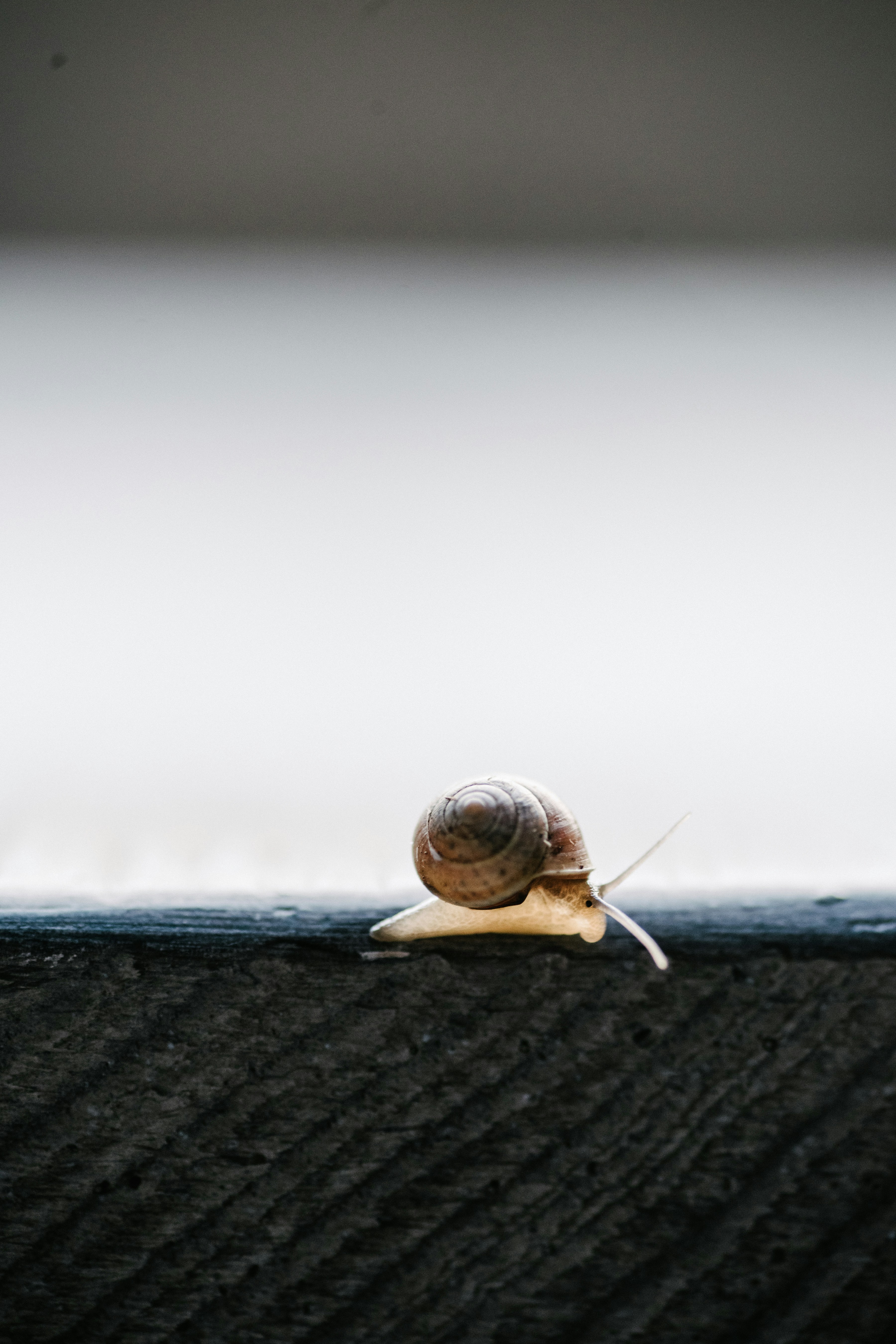 Edgewalker: A snail on a weathered railing beneath soft, pale light