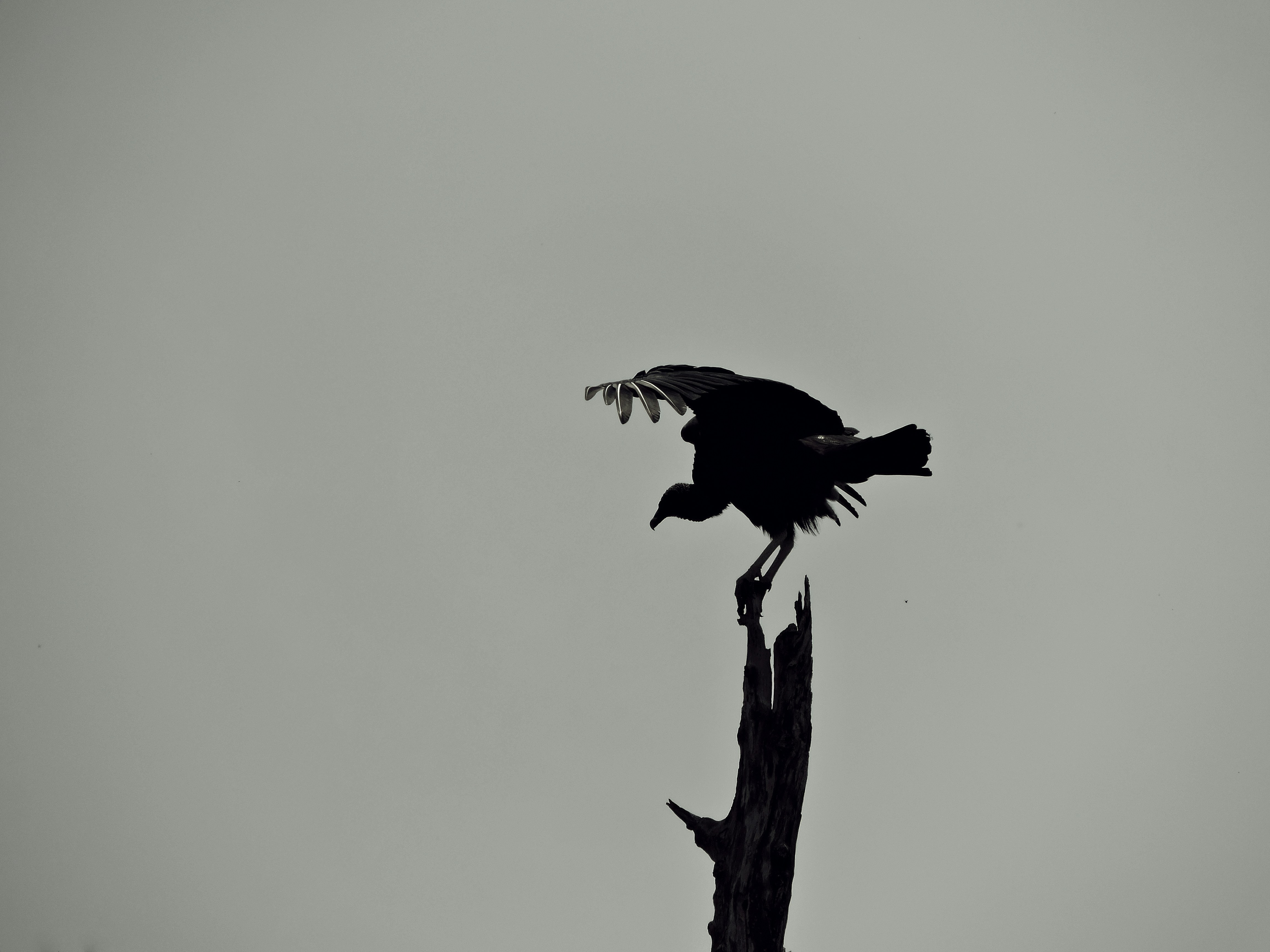 Silhouette of a bird poised on a weathered tree stump against a gray backdrop.