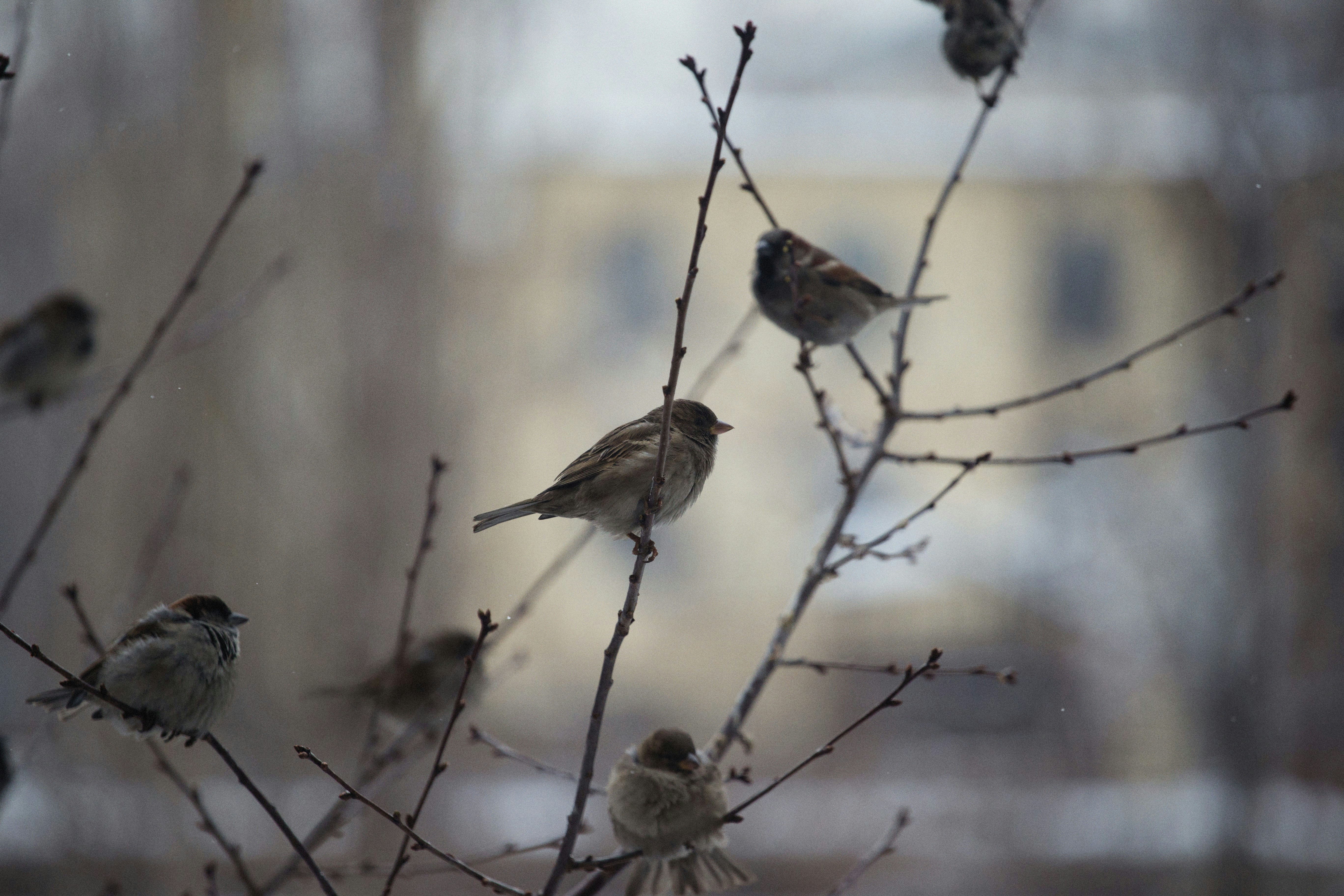 a group of birds sitting on top of a tree branch