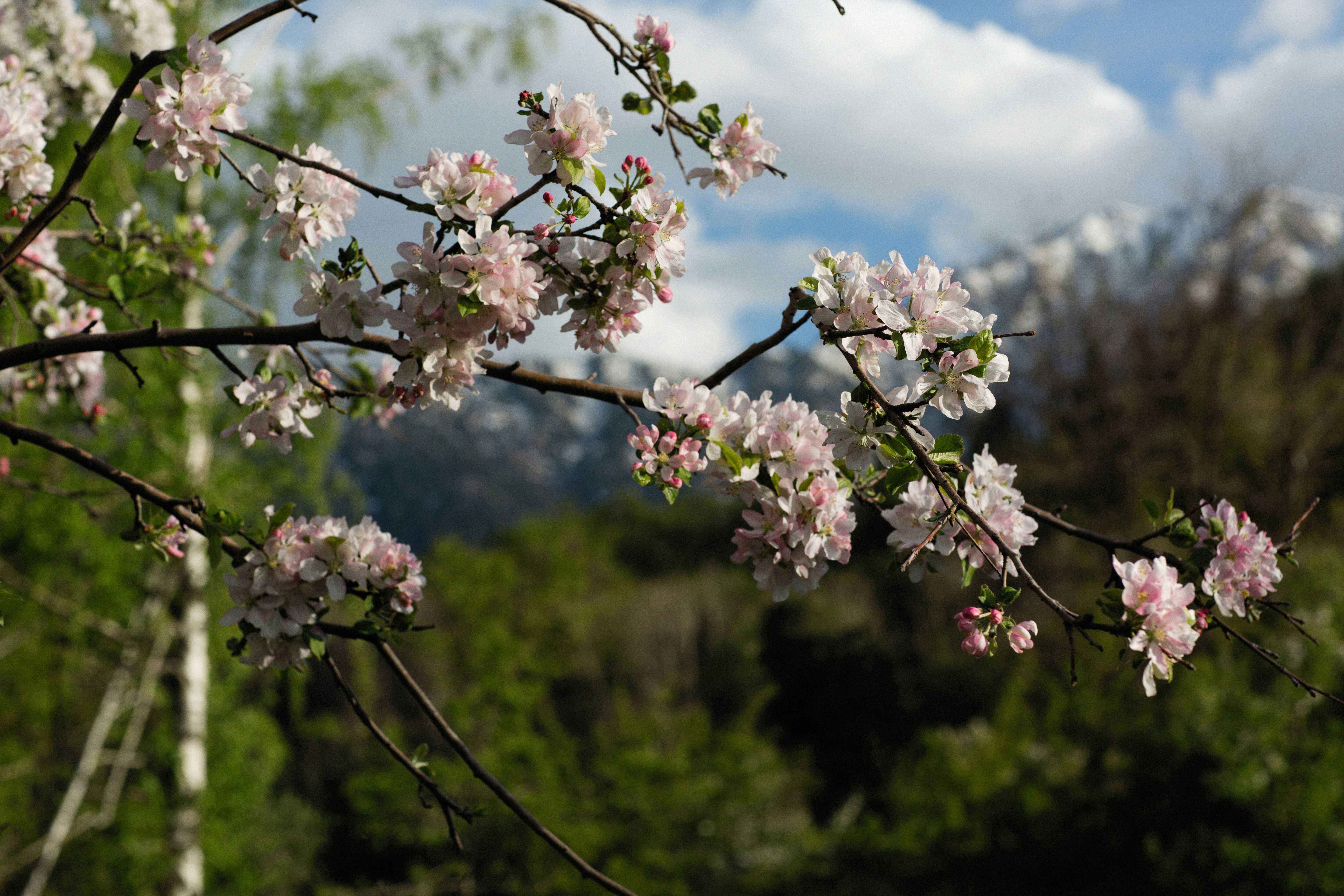 Petals in Focus: Cherry Blossom Branch Against Alpine Backdrop