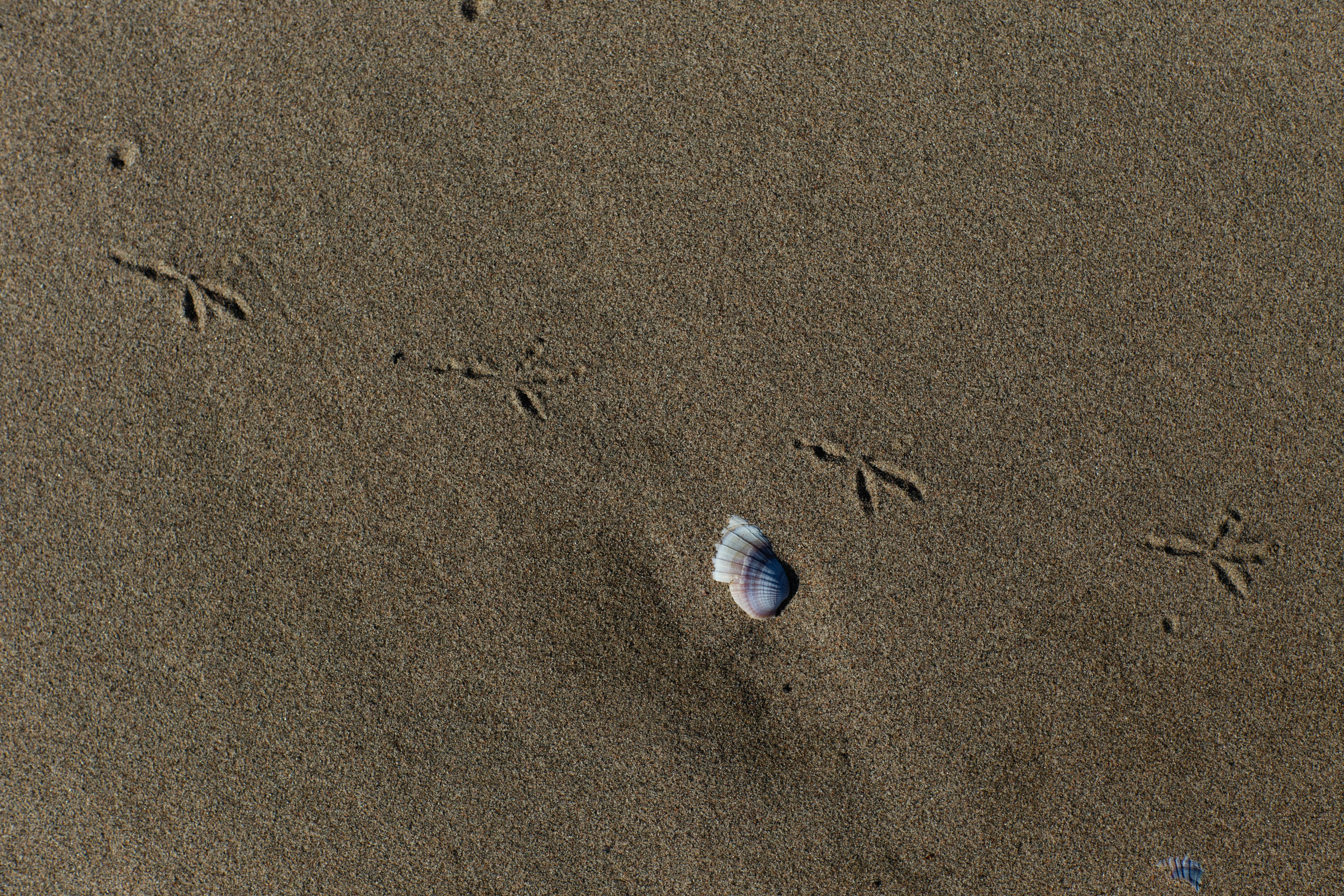 A shell and footprints in the sand on a beach photo – Free Grey Image ...