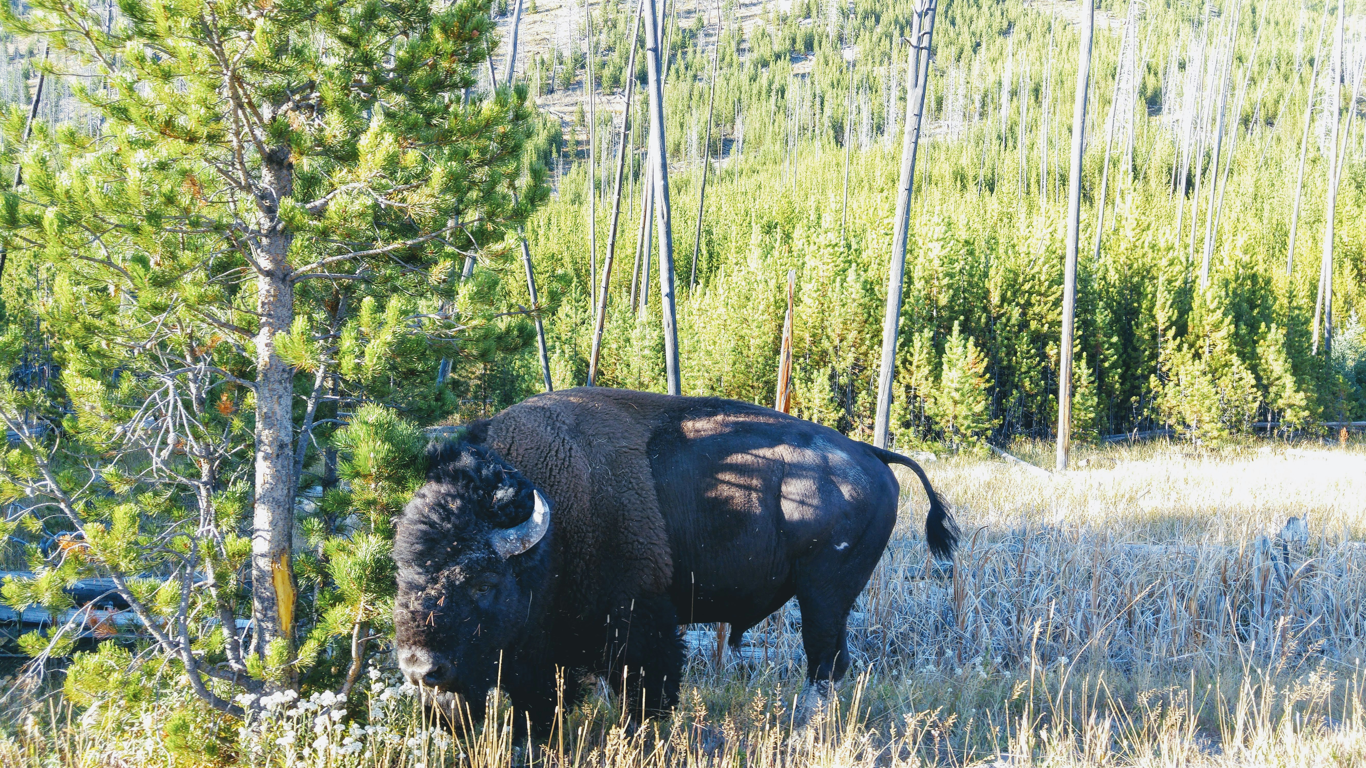 Foto Un bisonte parado en un campo junto a un árbol – Imagen Fauna ...