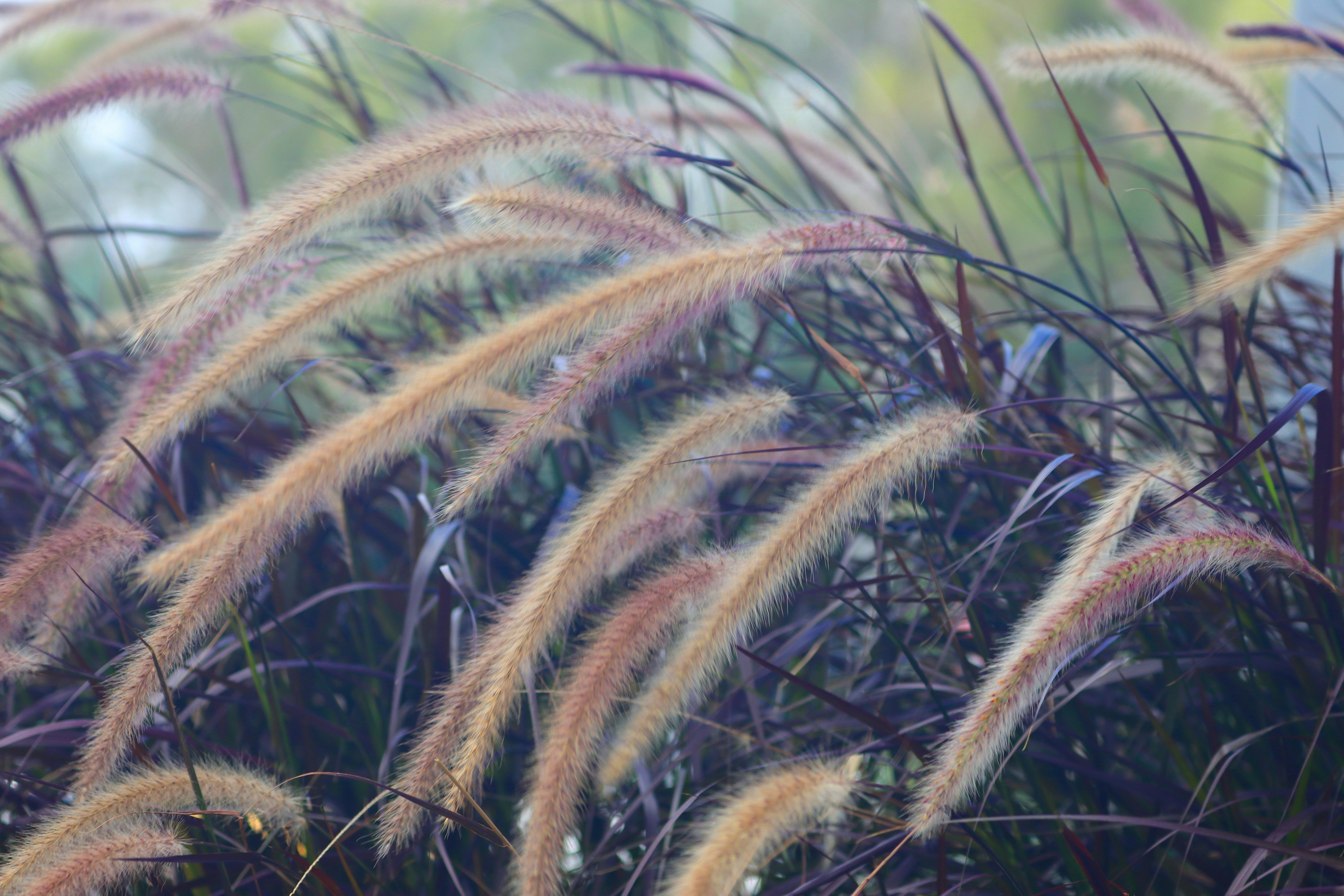 Whispering Foxtails: A Quiet Dance of Seed Plumes in Evening Light