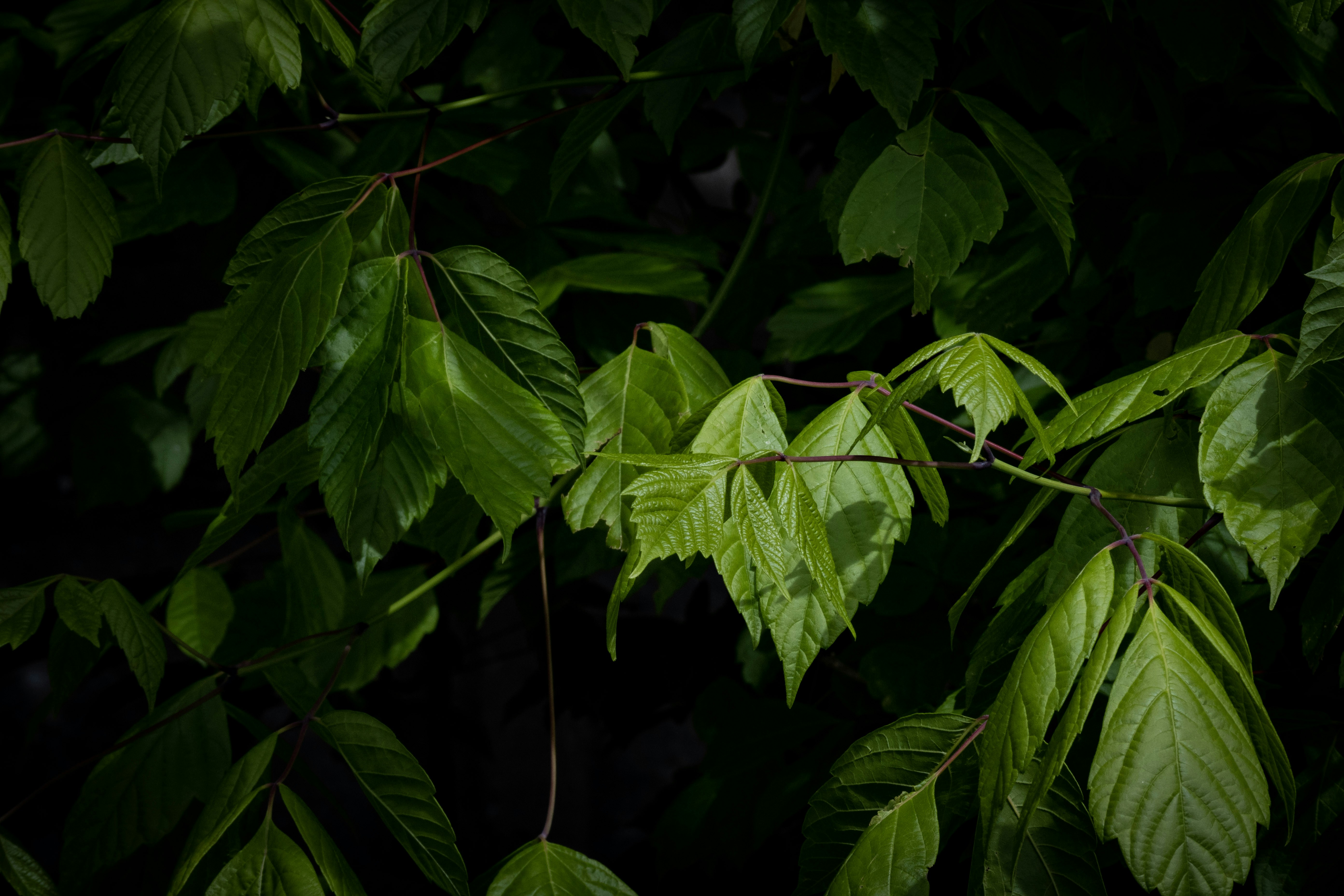 Vibrant green leaves illuminated against a shadowy backdrop.