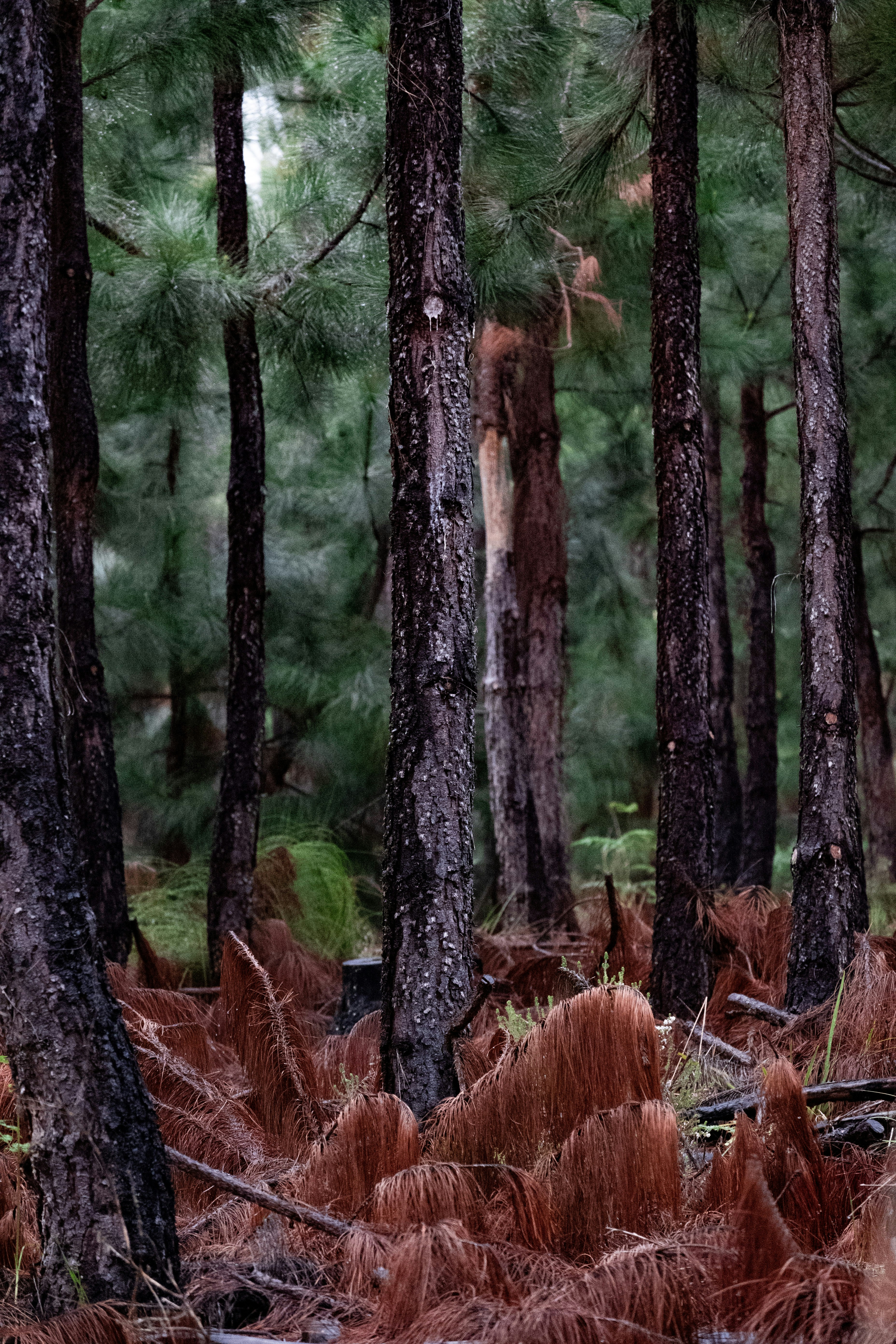 Deer Among Pines: A Quiet Forest Interlude