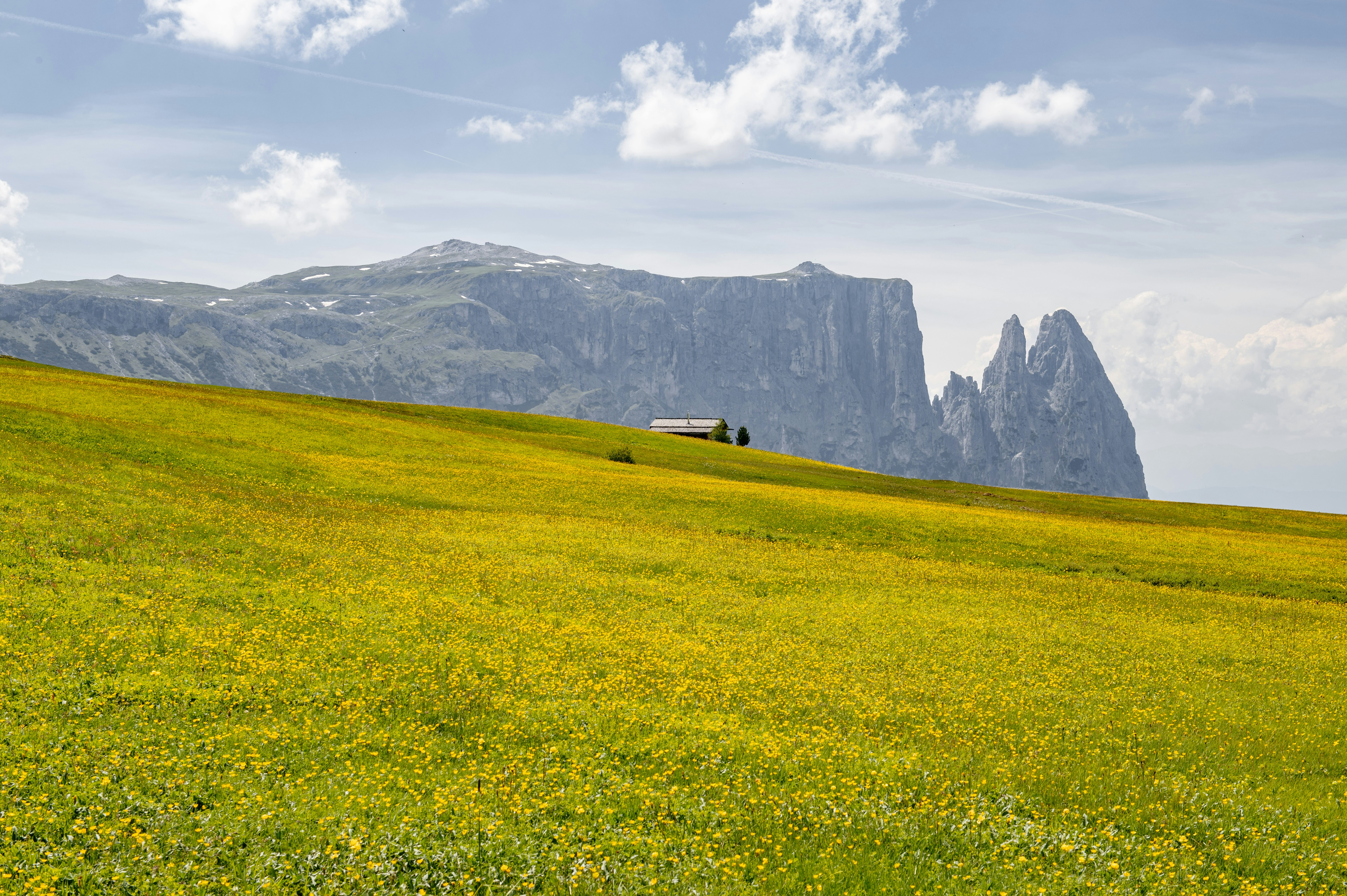 Golden Carpet Beneath Majestic Peaks