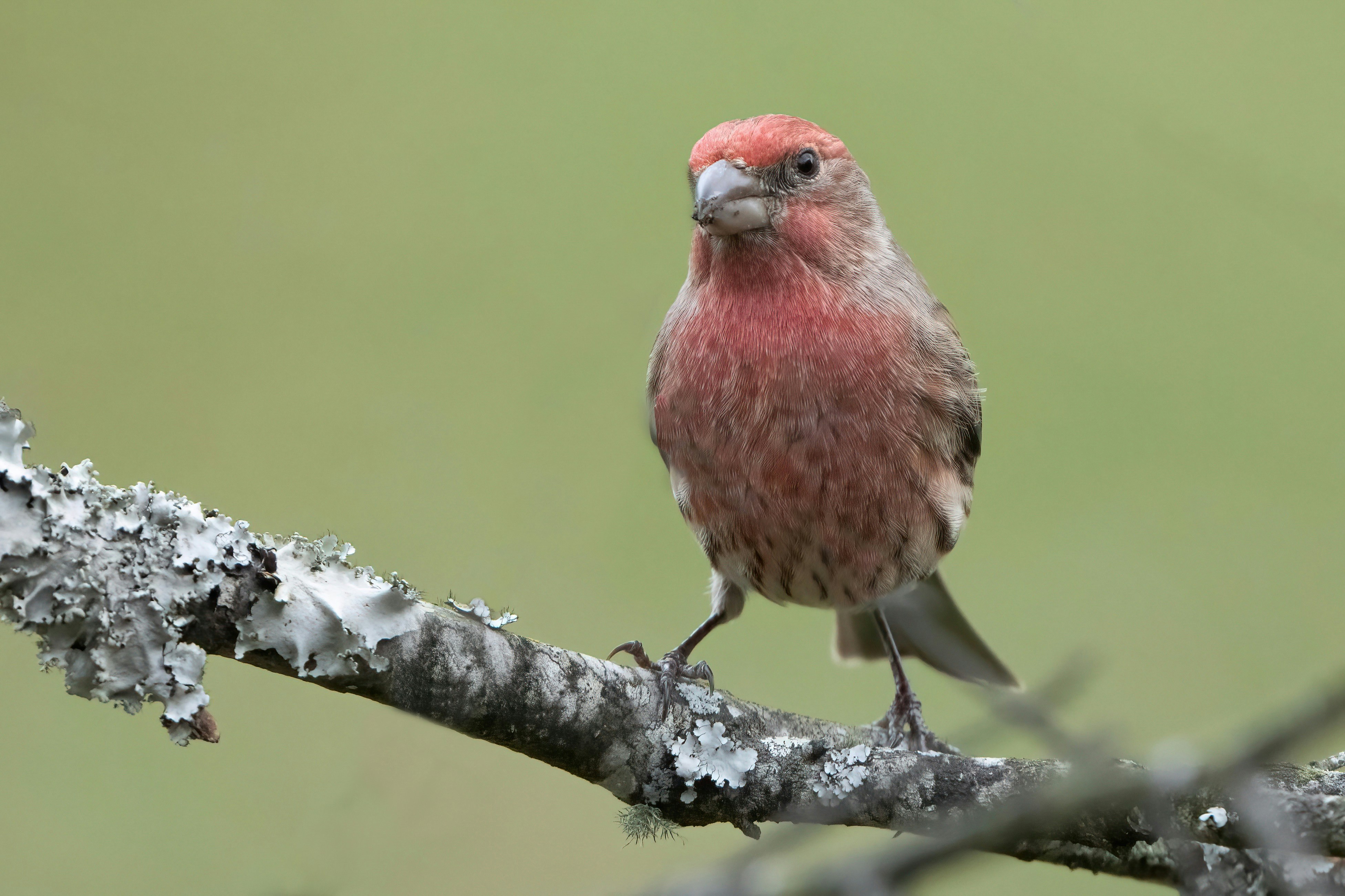 Crimson-Chested Finch on a Lichen-Dusted Branch