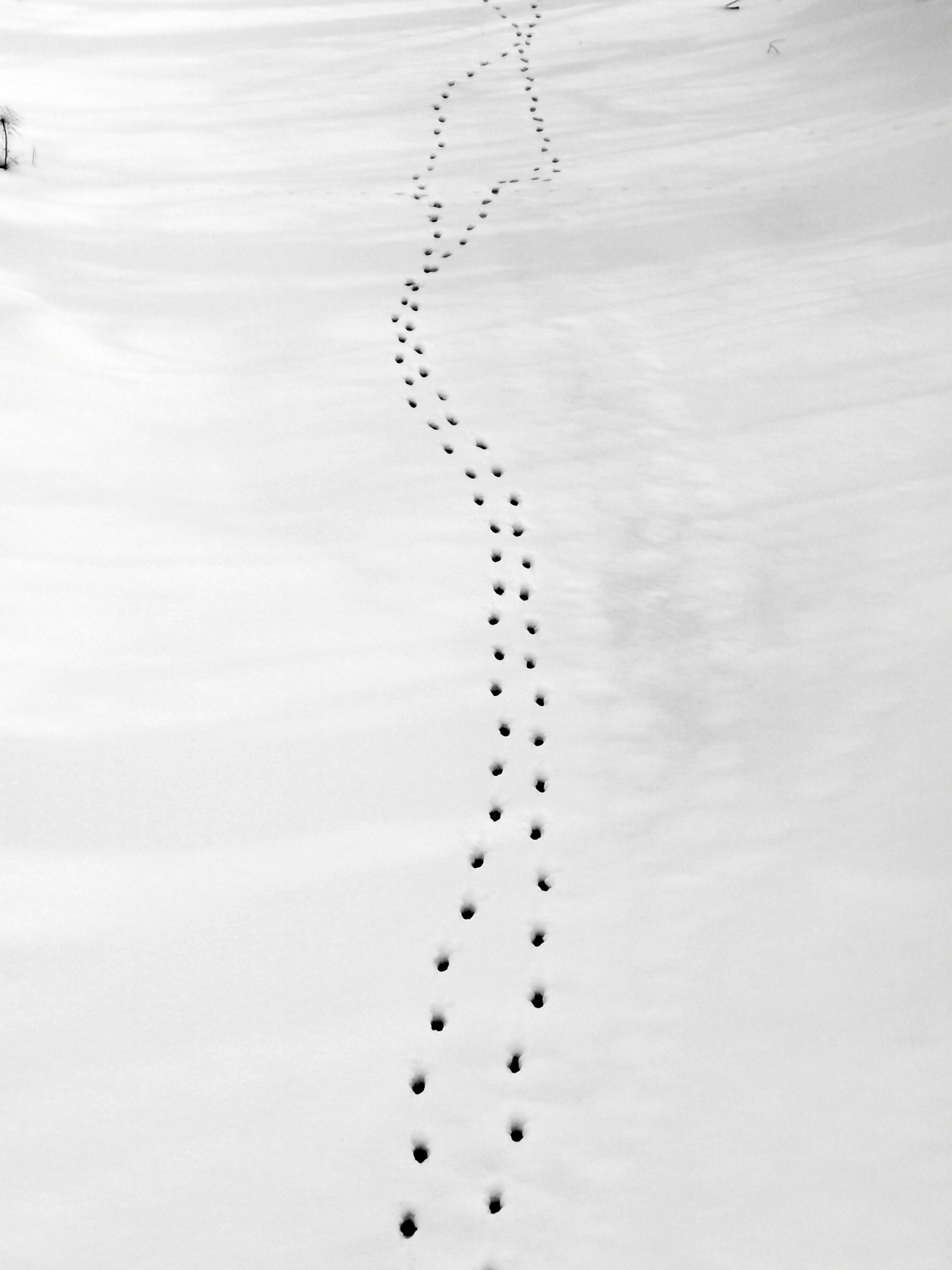 A long line of footprints in the snow photo – Free Russia Image on Unsplash