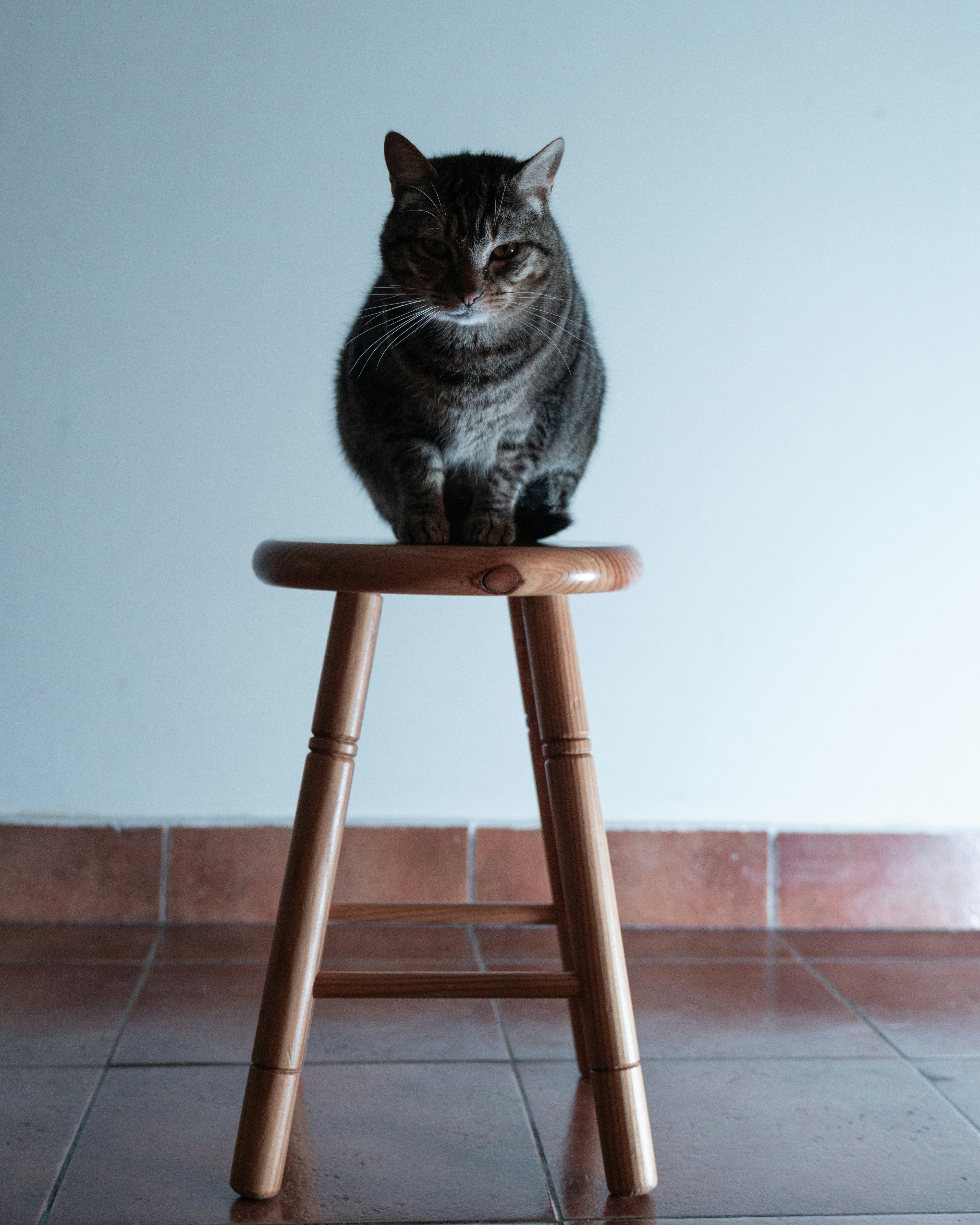 A tabby cat sits regally atop a wooden stool, gazing intently at the viewer against a minimalist backdrop.