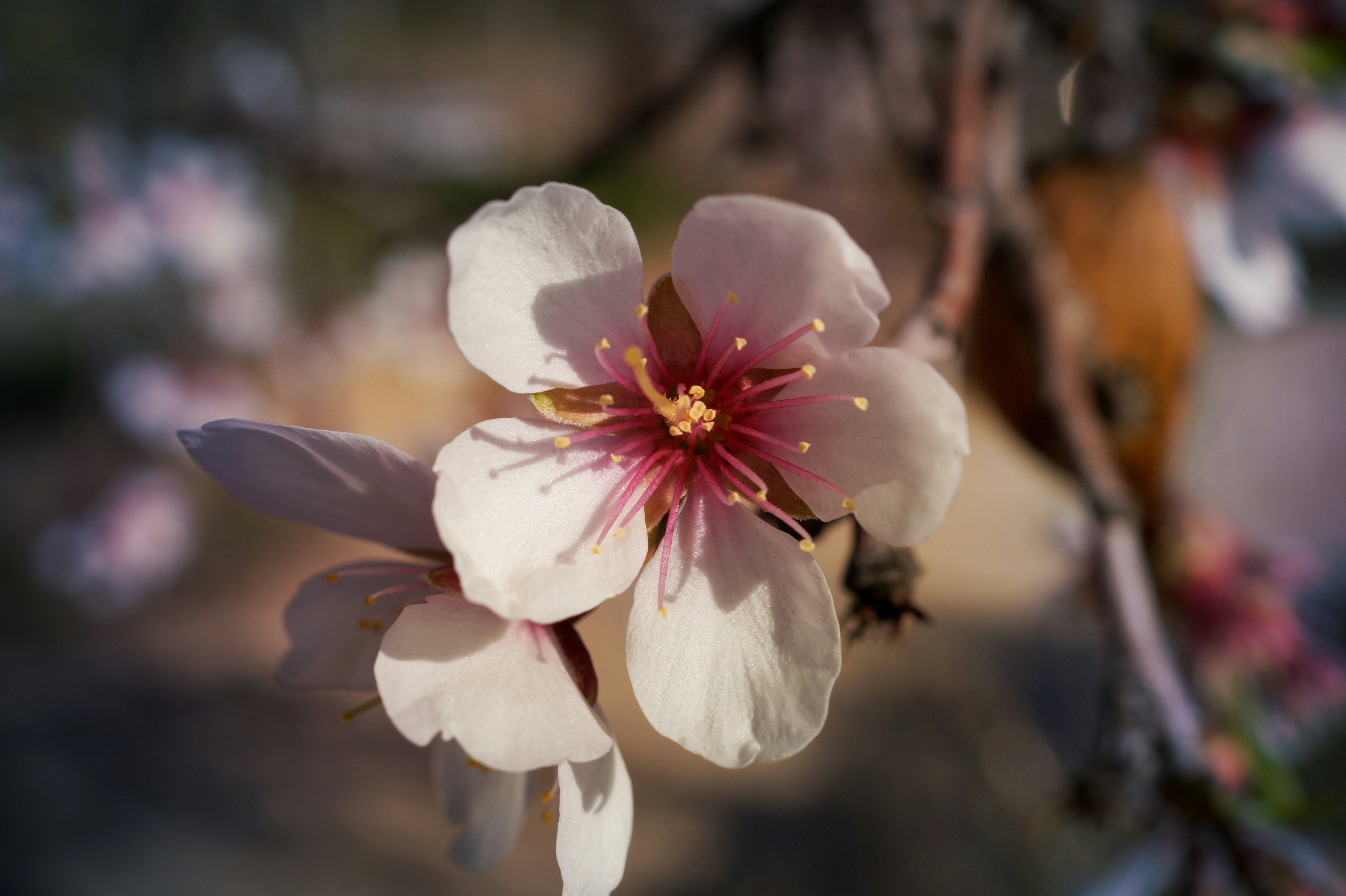 Almond blossoms