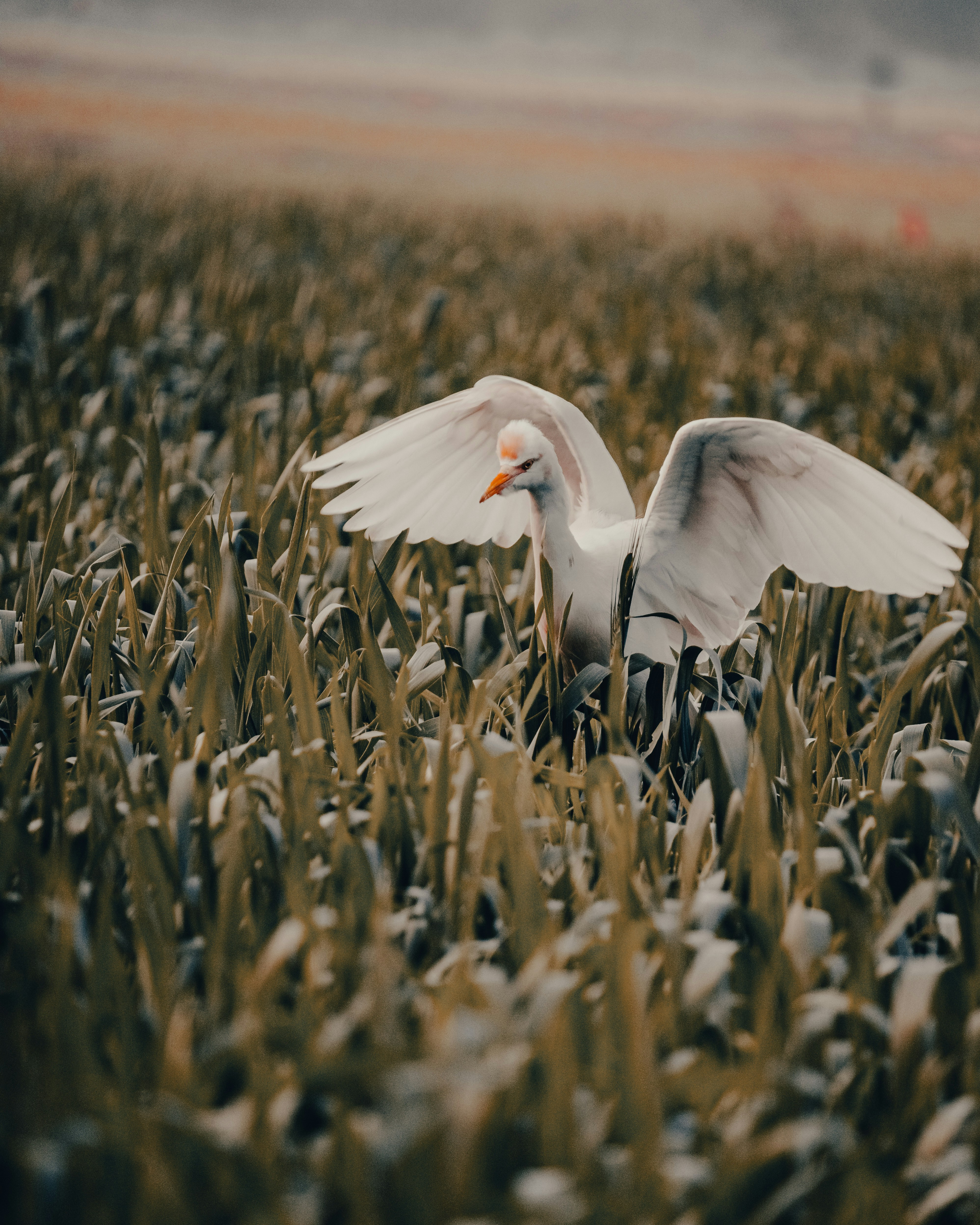 A white heron gracefully spreads its wings while standing in a field of tall grass, capturing a moment of elegance in nature.