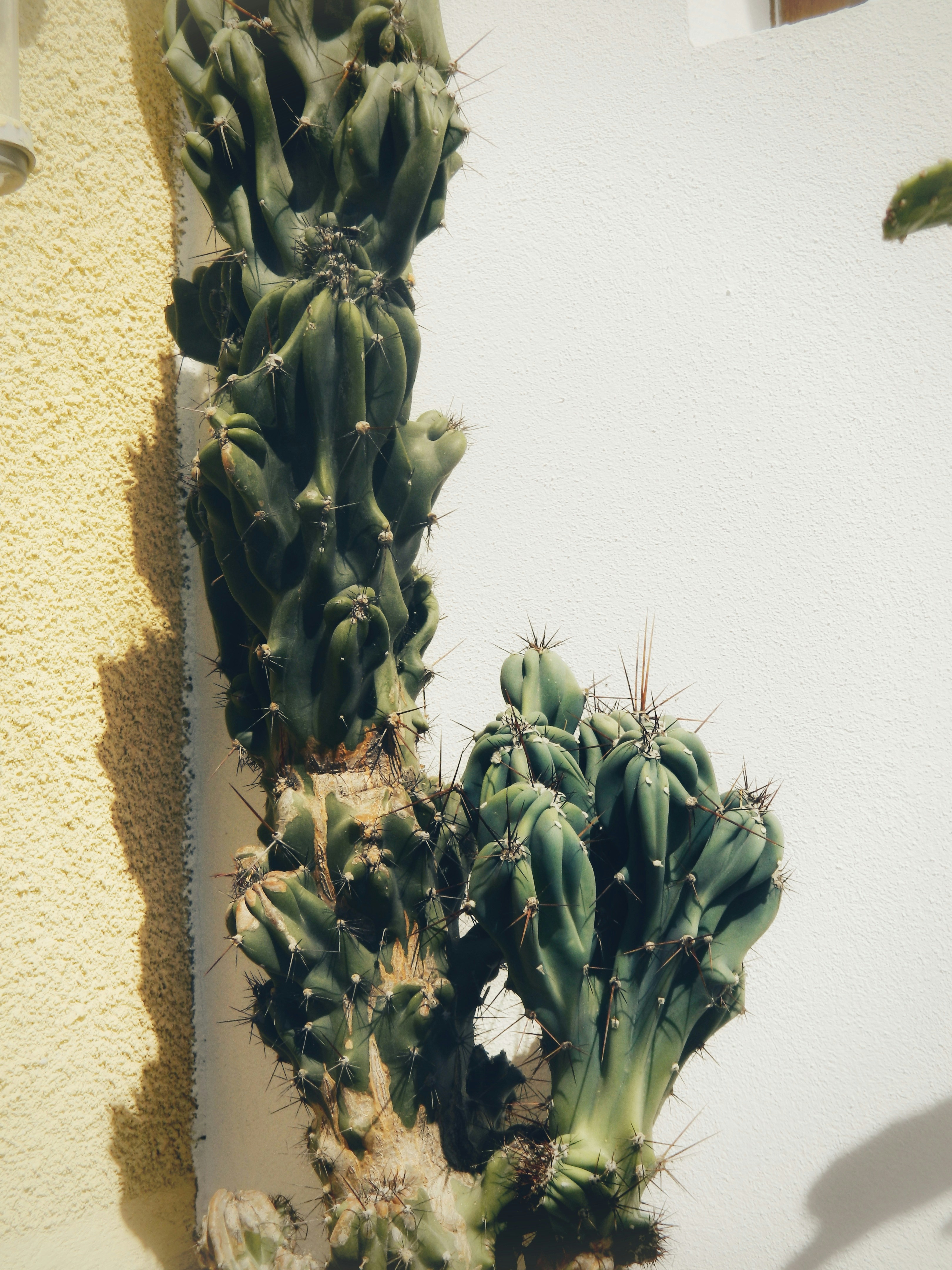 A tall cactus with multiple arms, thriving against a textured wall, showcasing its unique form and resilience in a dry environment.