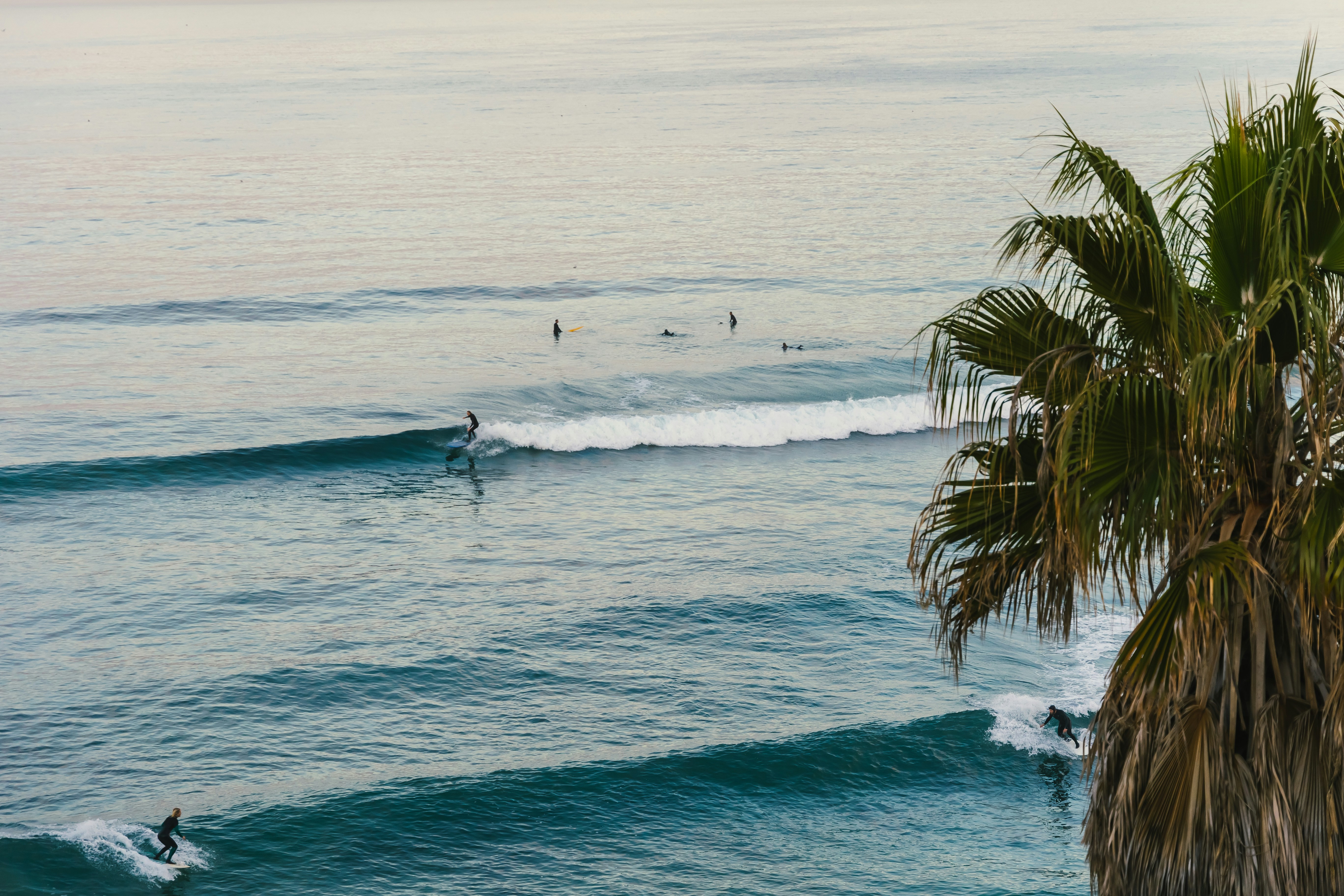 Three Breakers, One Palm: Surfers in a Quiet Morning Sea