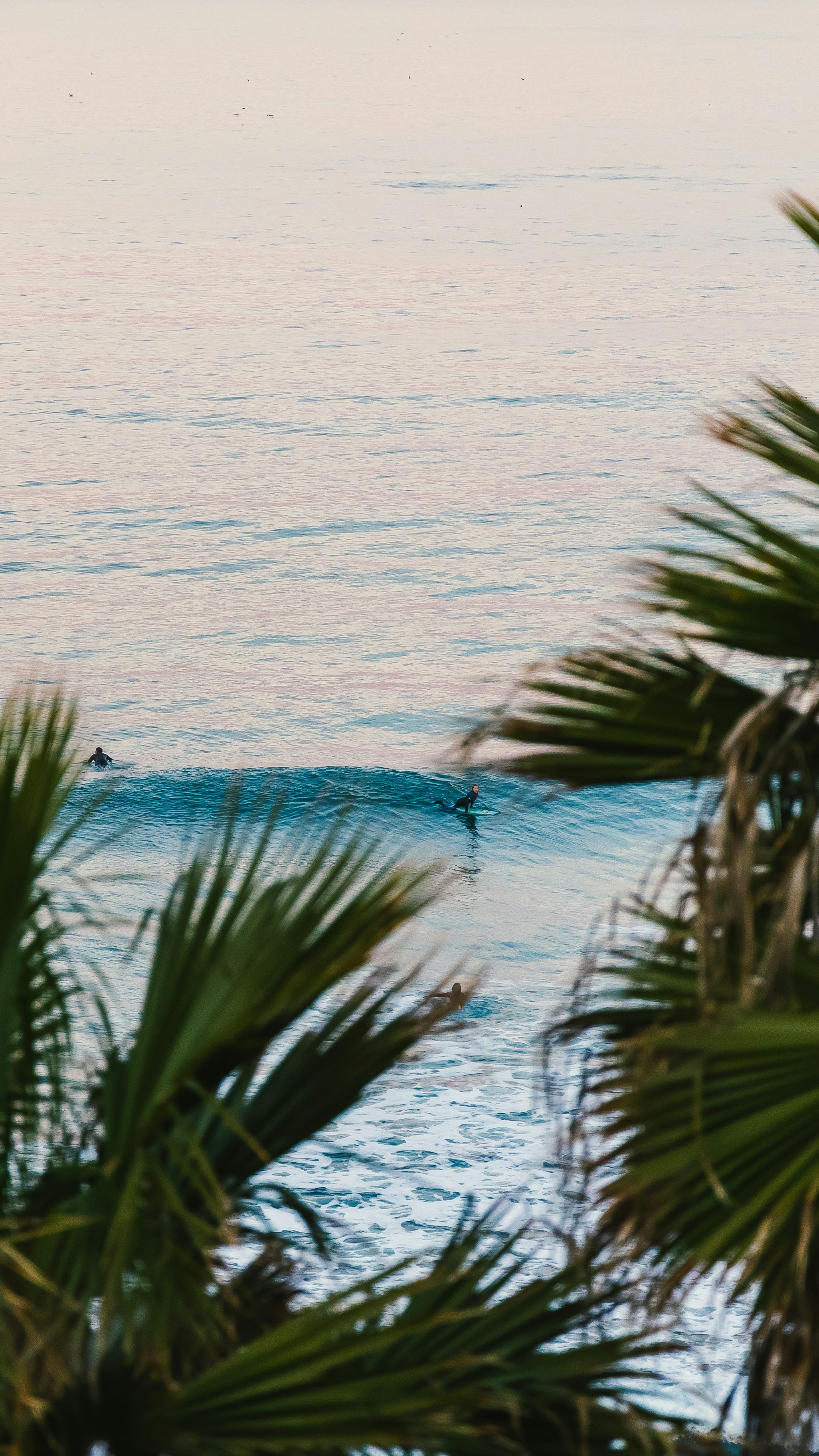 Surfers navigating the tranquil sea, framed by lush palm leaves. The scene captures the harmony between nature and sport.