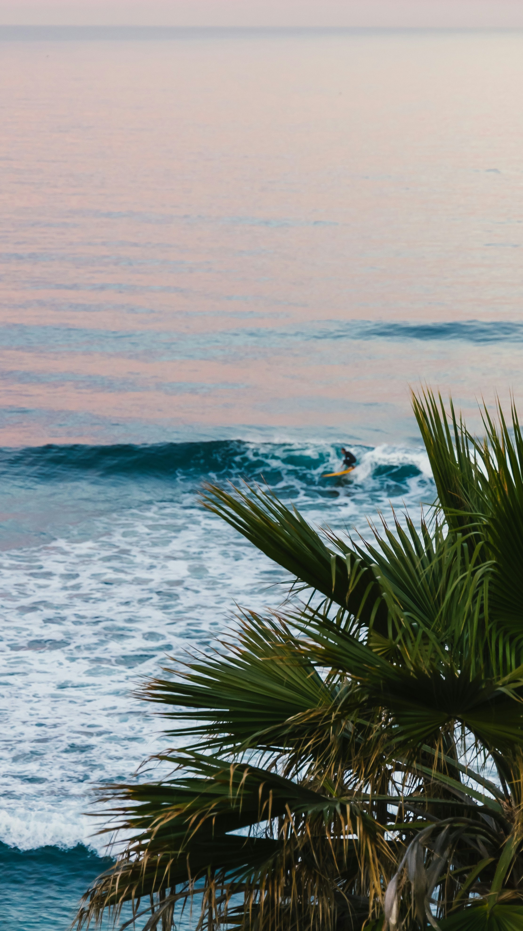 Sunset Slipstream: A lone surfer rides a gentle break framed by palm fronds