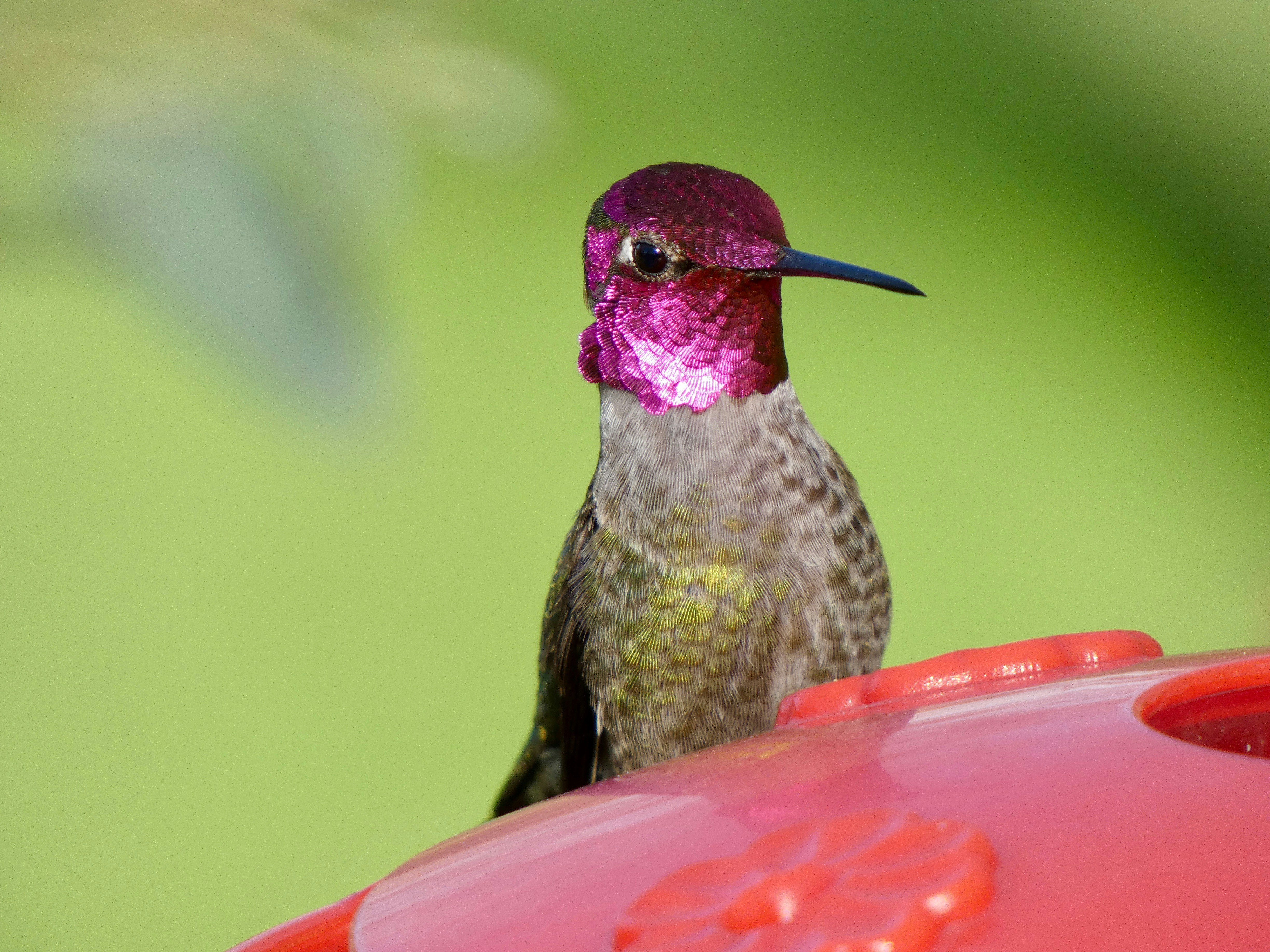 Foto Un colibrí sentado encima de un comedero rojo para pájaros ...