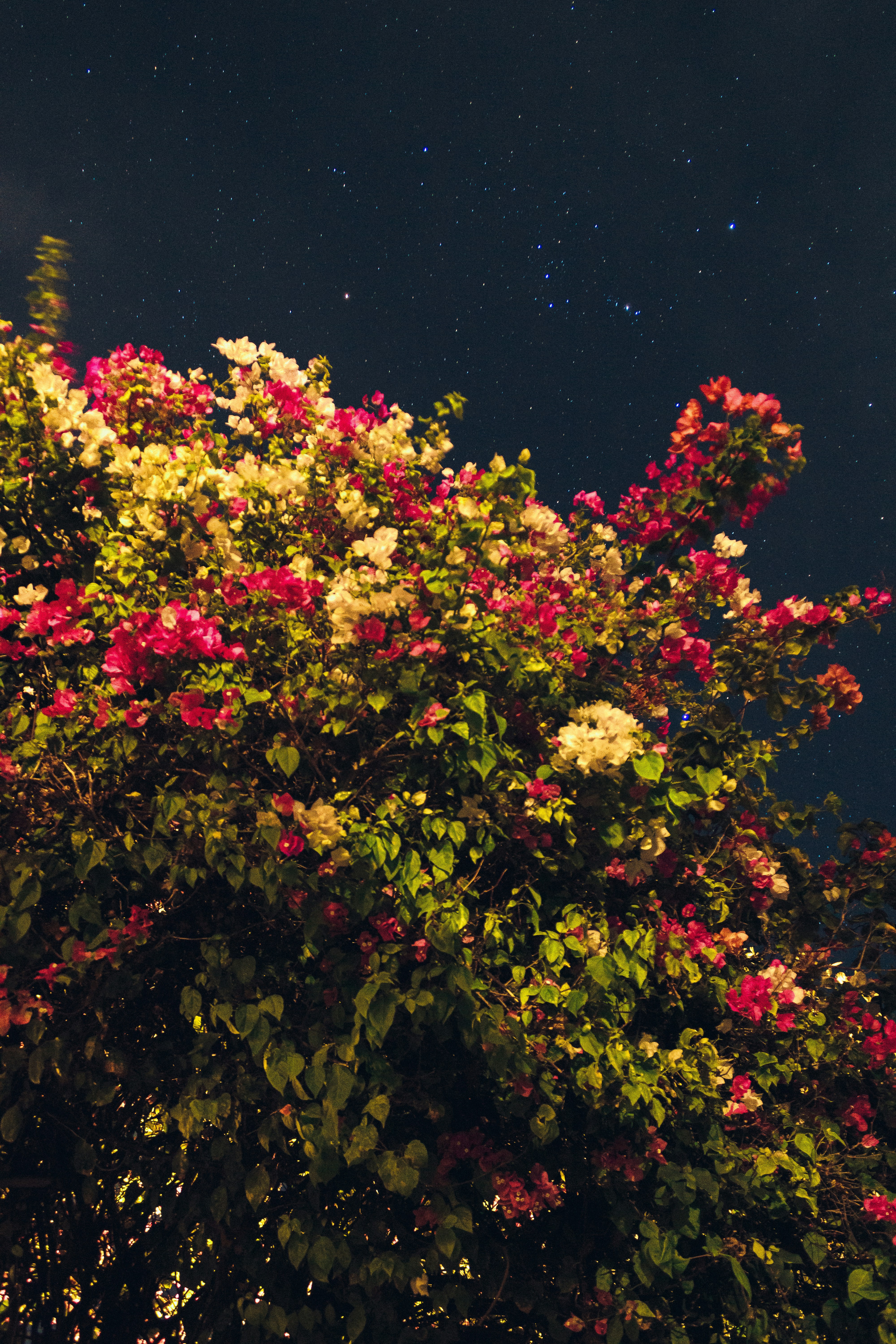 a tree with flowers and stars in the sky