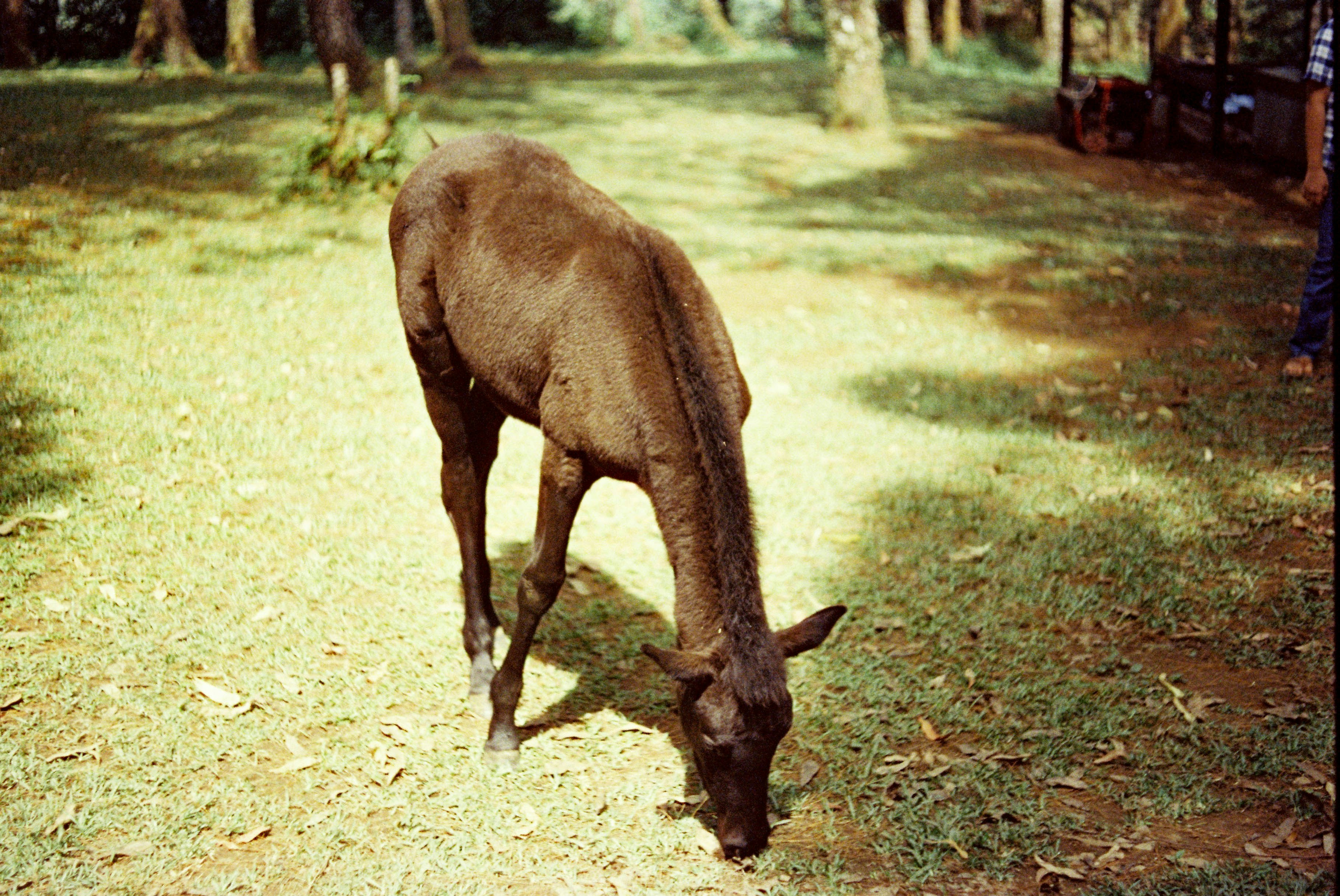 Ram Animal Pictures | Download Free Images on Unsplash
