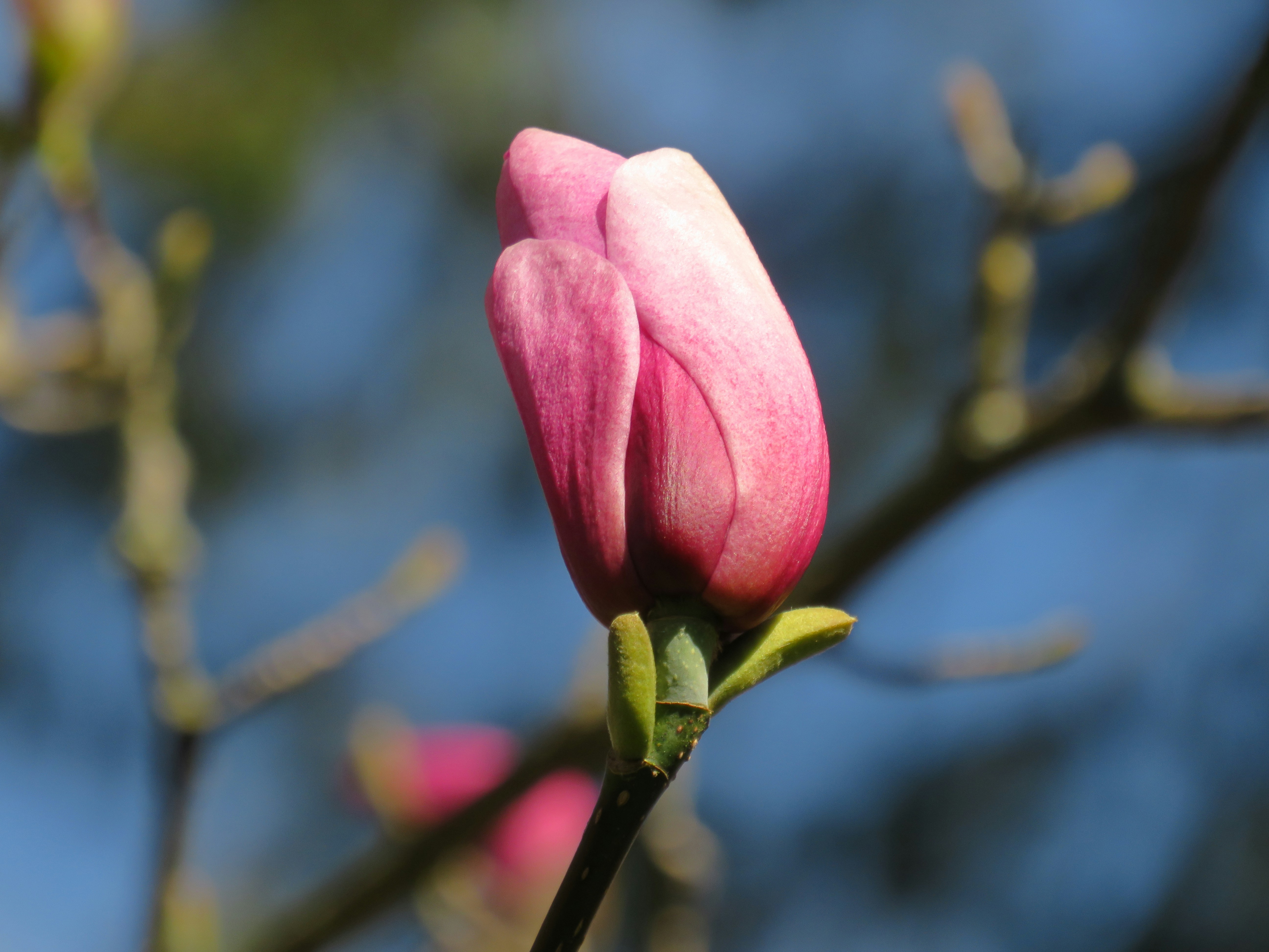 Un capullo de flor rosa en la rama de un árbol foto – Imagen de Flor ...