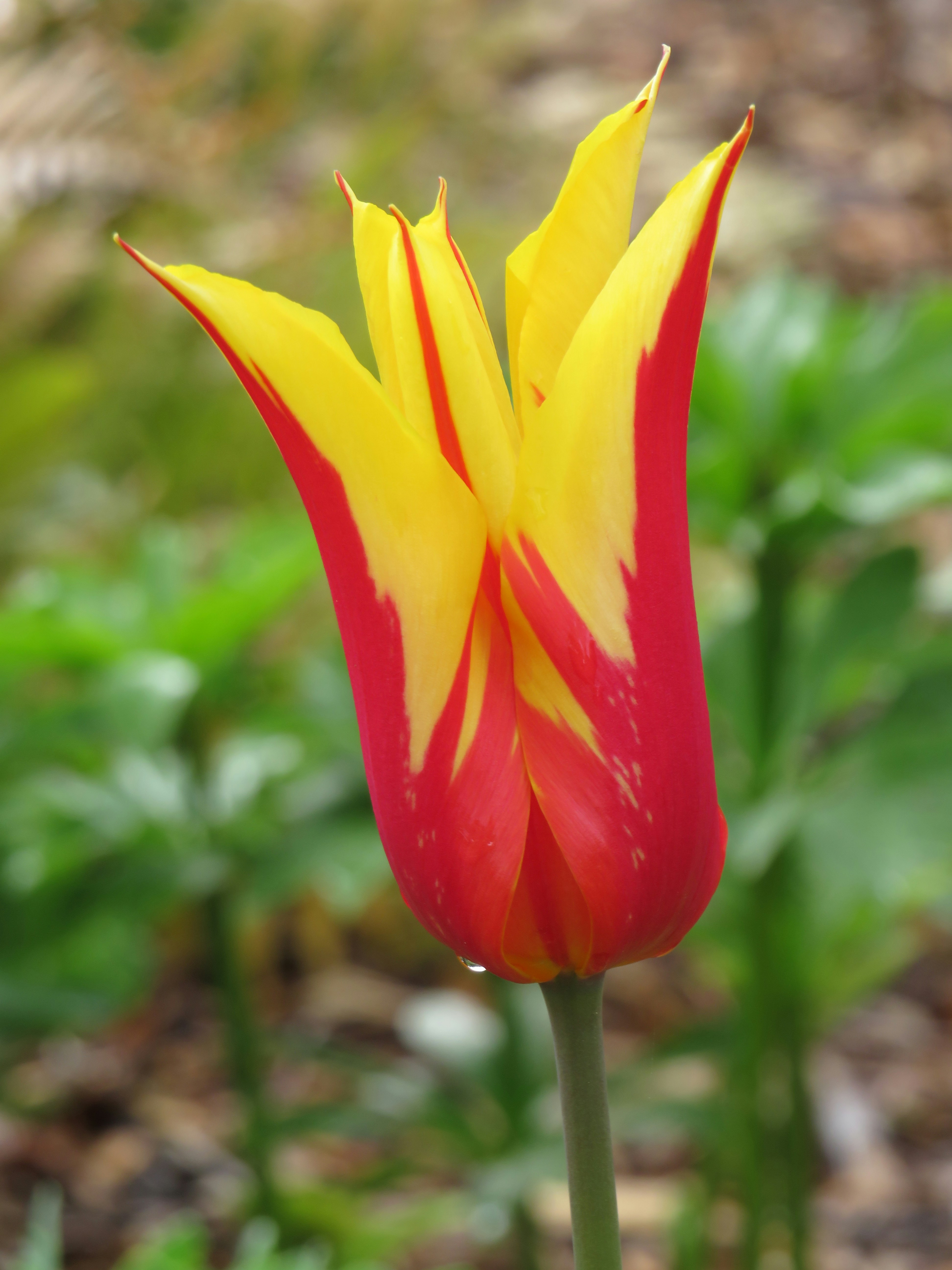 A close up of a red and yellow flower photo – Free Flower Image on Unsplash
