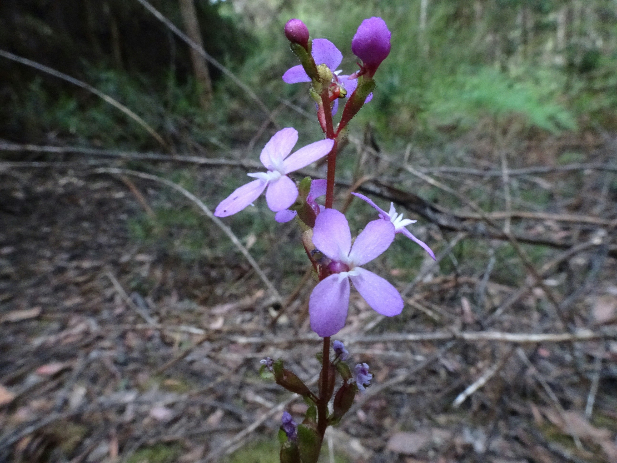 A close up of a purple flower in a forest photo – Free Wildflower Image ...
