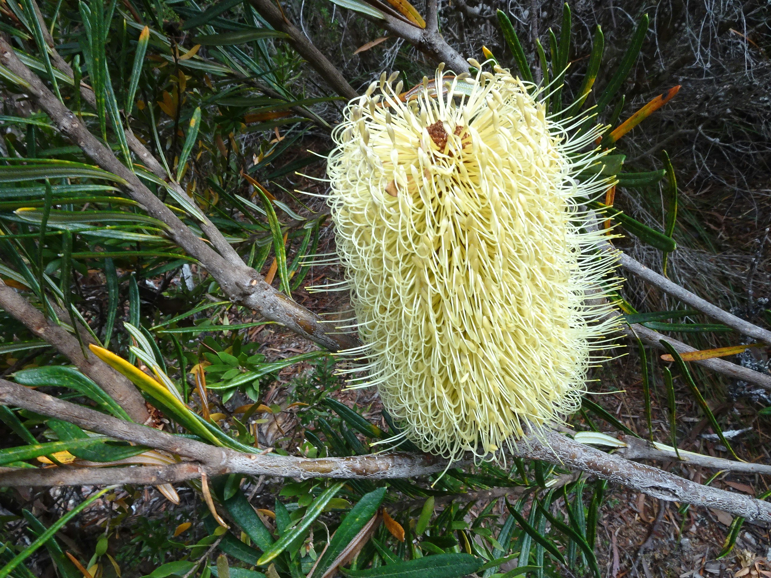 Banksia flower showcasing intricate yellow filaments against a backdrop of green foliage.