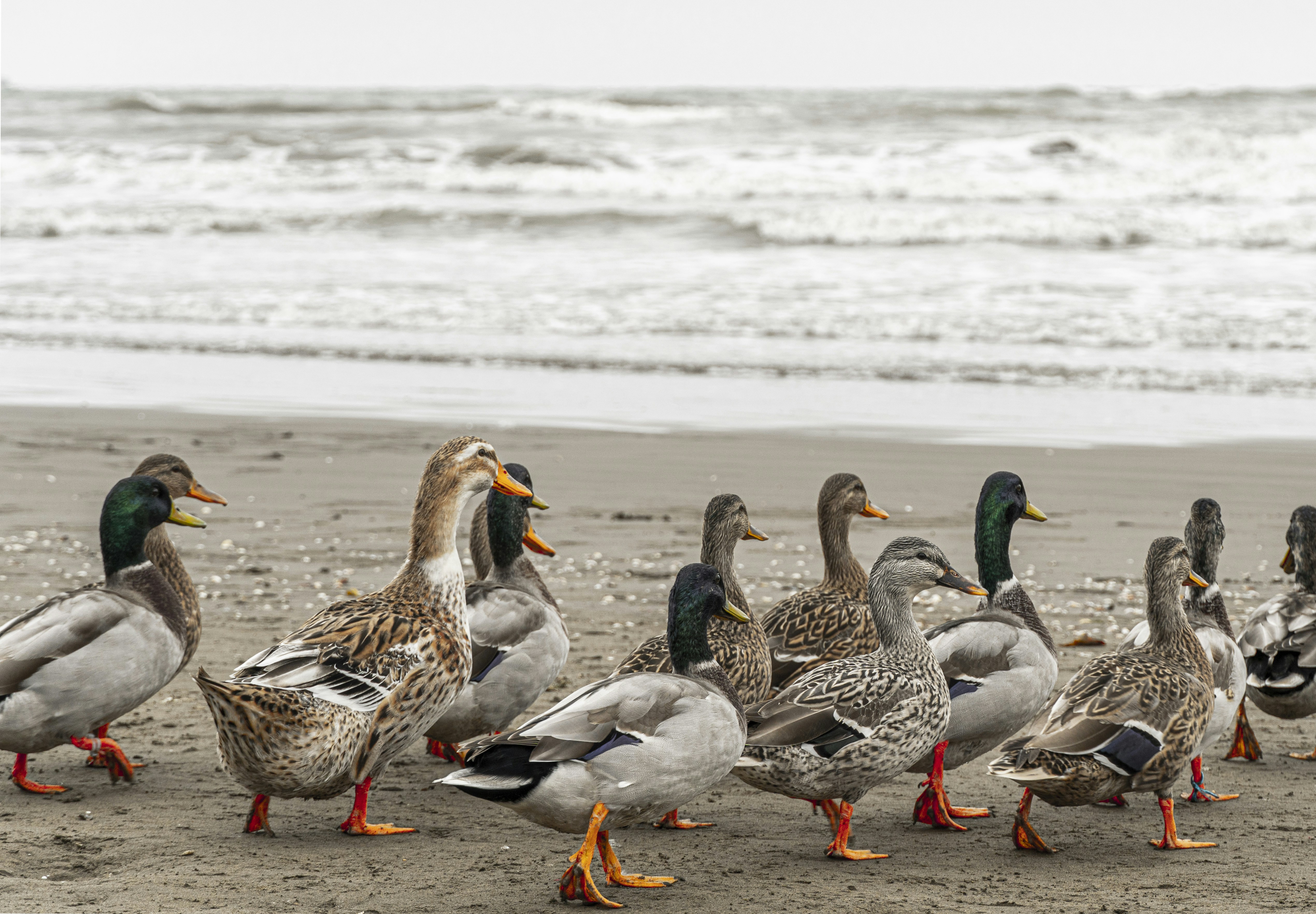 Un grupo de patos parados en una playa junto al océano foto – Imagen de ...